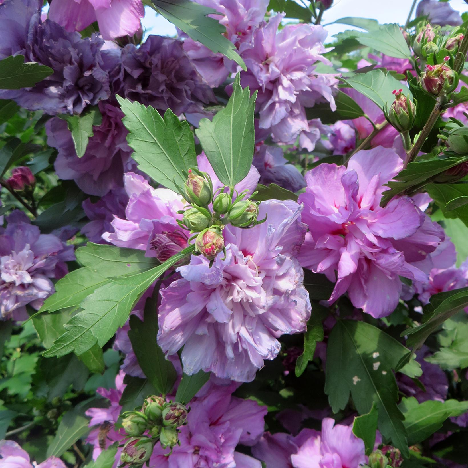 Hibiscus syriacus Ardens - Althéa - Arbuste caduc aux fleurs doubles ...