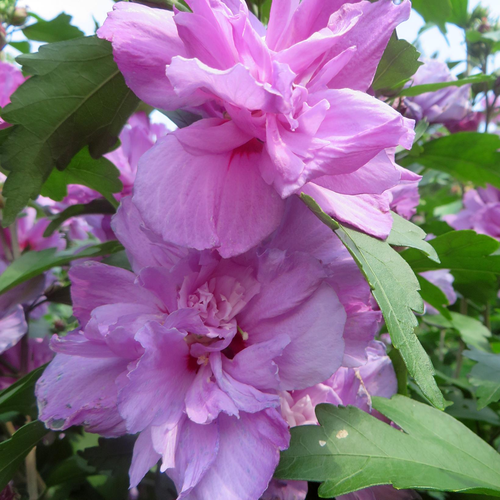 Hibiscus syriacus Ardens - Althéa - Arbuste caduc aux fleurs doubles ...