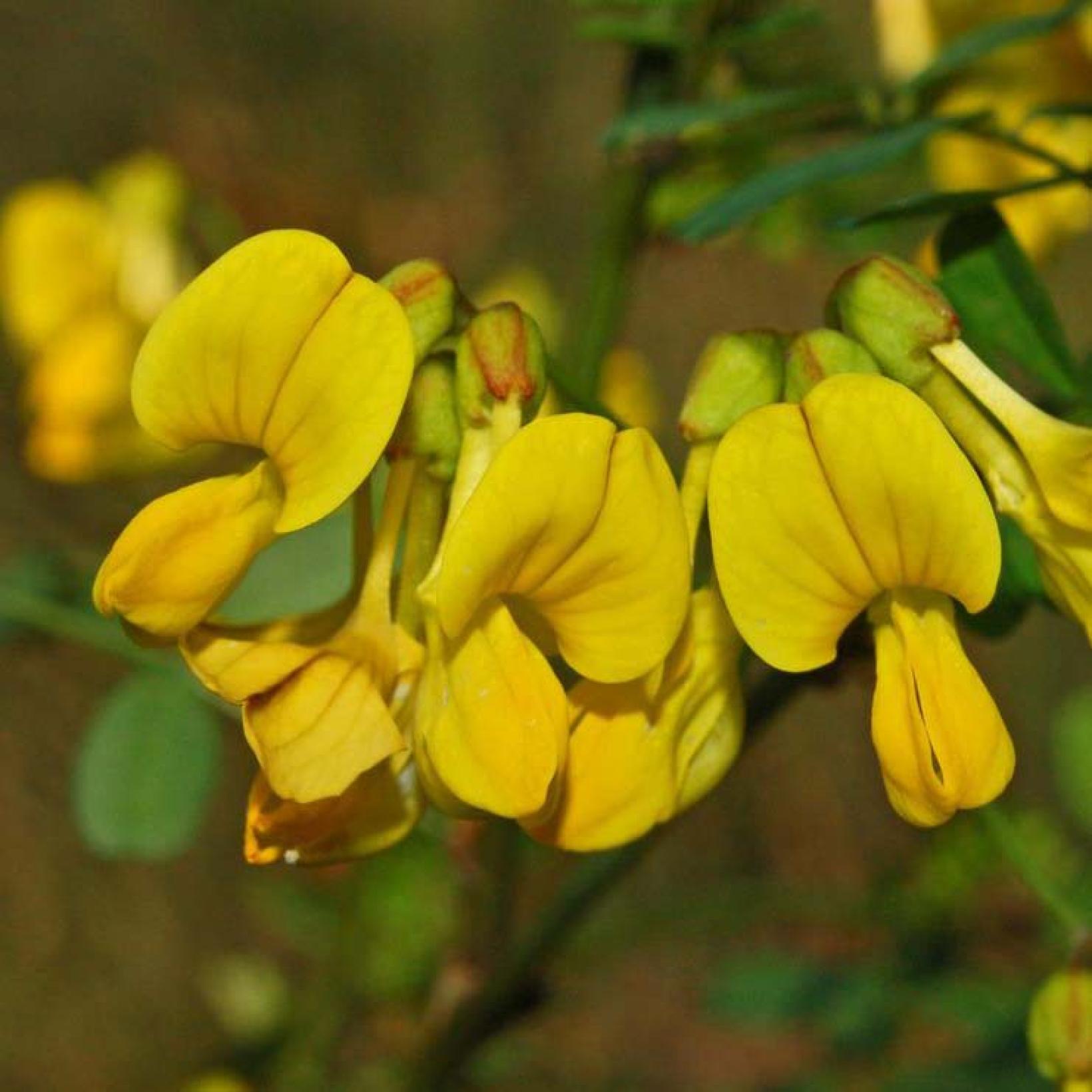 Coronilla emerus - Coronille des jardins, arbrisseau à floraison jaune vif