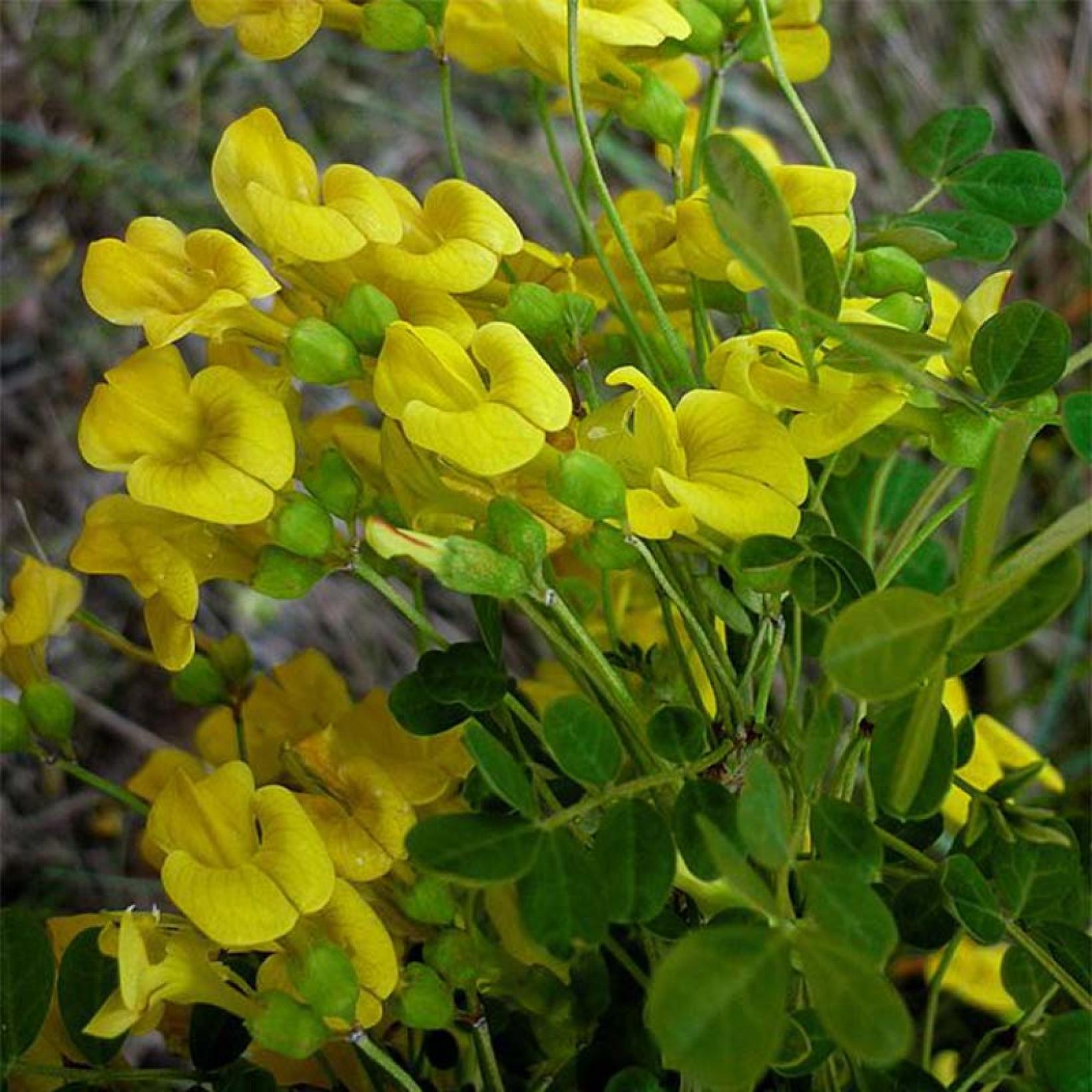 Coronilla emerus - Coronille des jardins, arbrisseau à floraison jaune vif