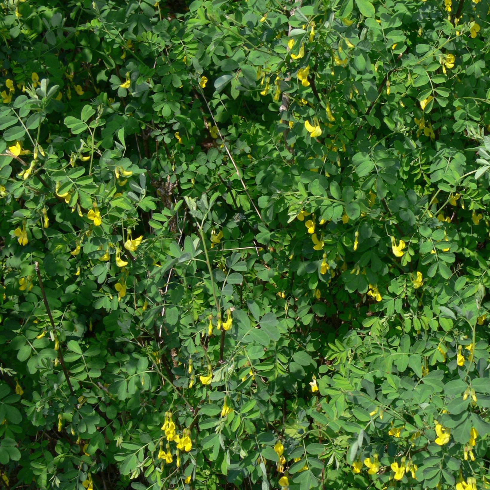 Coronilla emerus - Coronille des jardins, arbrisseau à floraison jaune vif