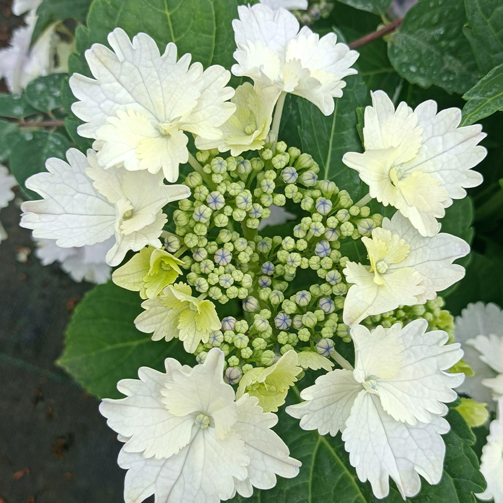 Hydrangea macrophylla Koria - Hortensia aux pétales blanc pur dentelés ...