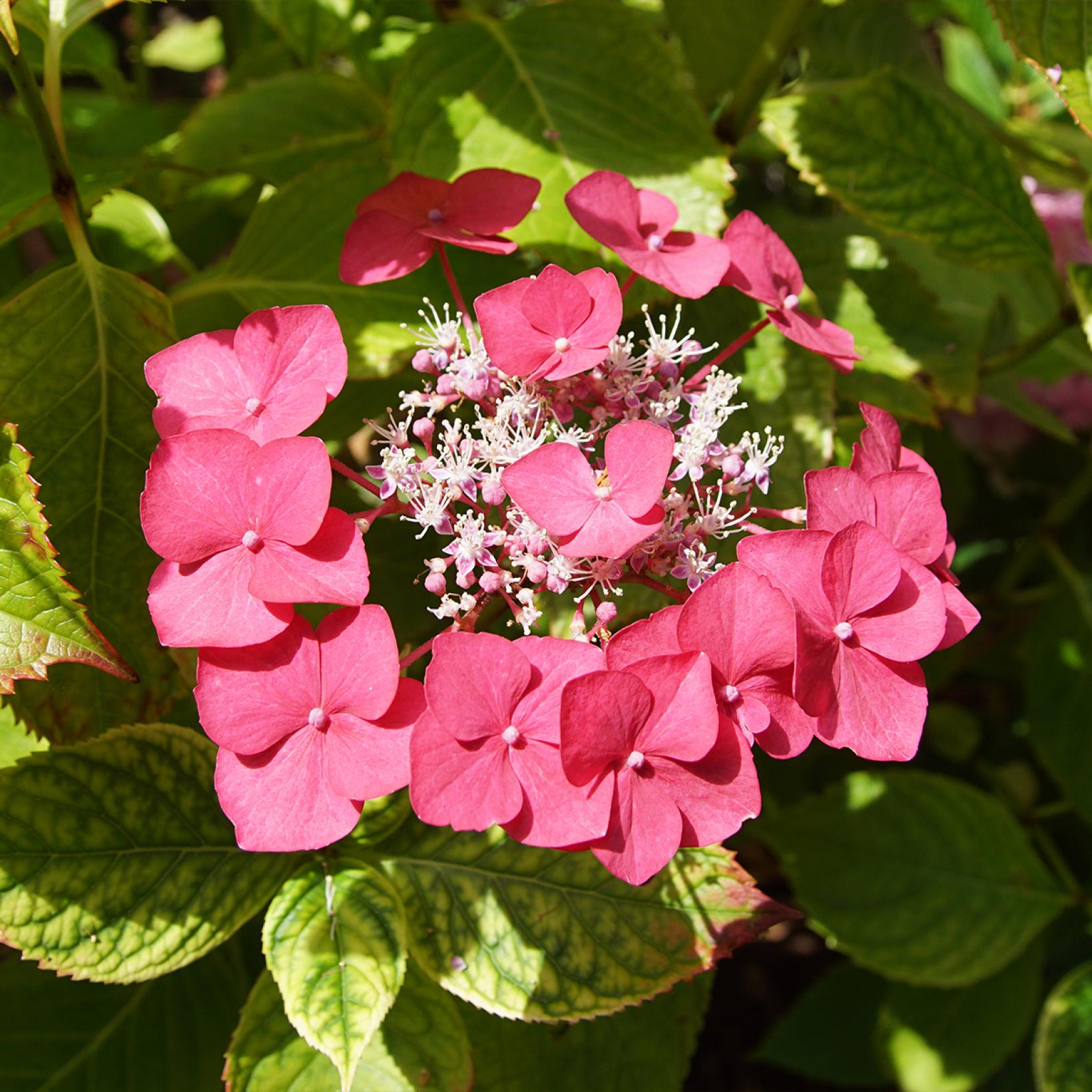 Hydrangea macrophylla Rotkehlchen - Hortensia à fleurs plates rouges