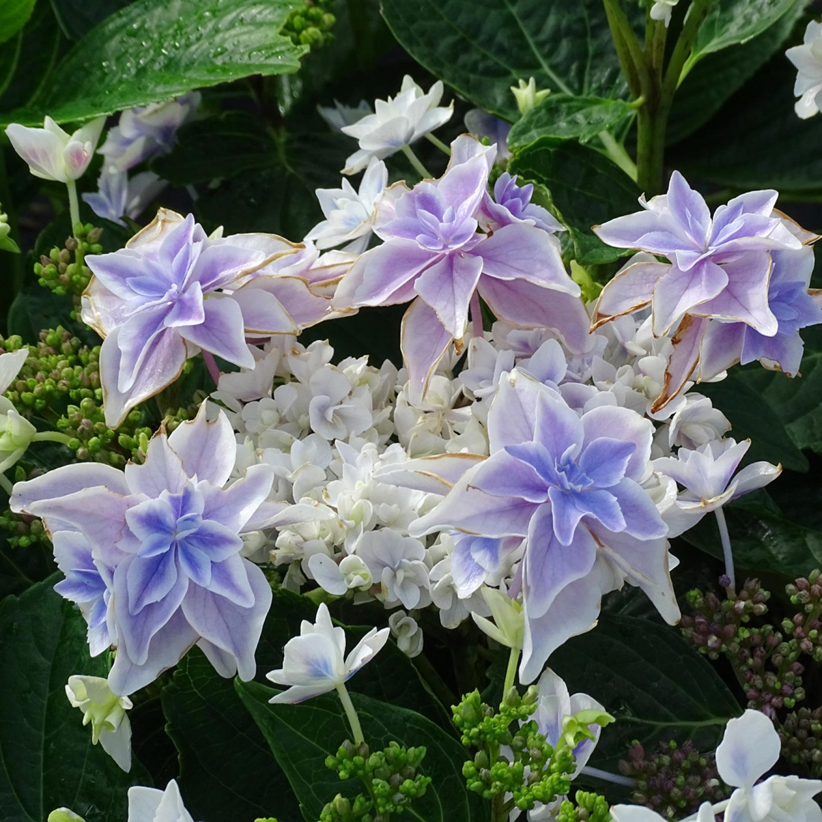 Hydrangea macrophylla Stargazer - Hortensia à fleurons stériles triples