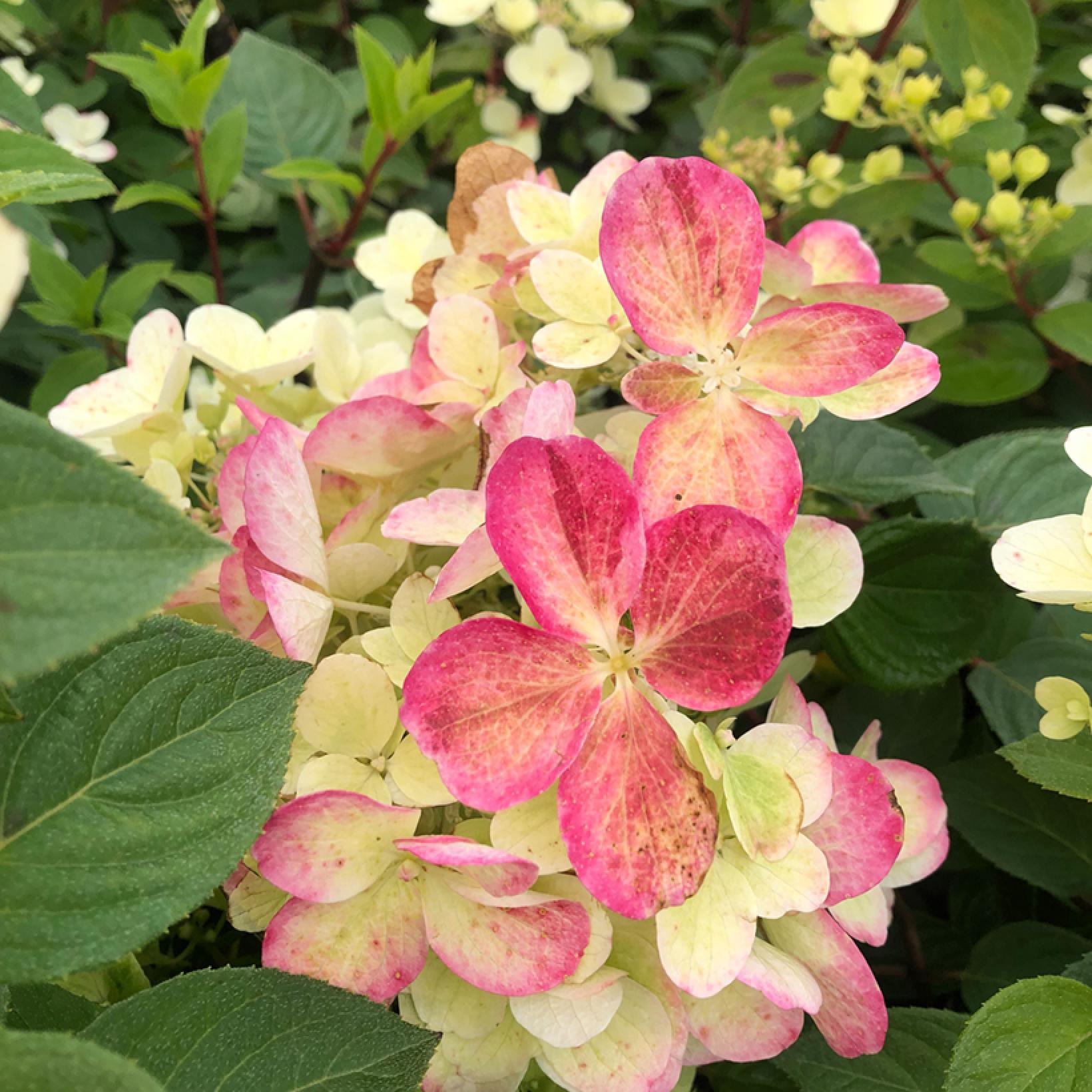 Hydrangea paniculata Diamant Rouge – Hortensia virant du blanc au rouge