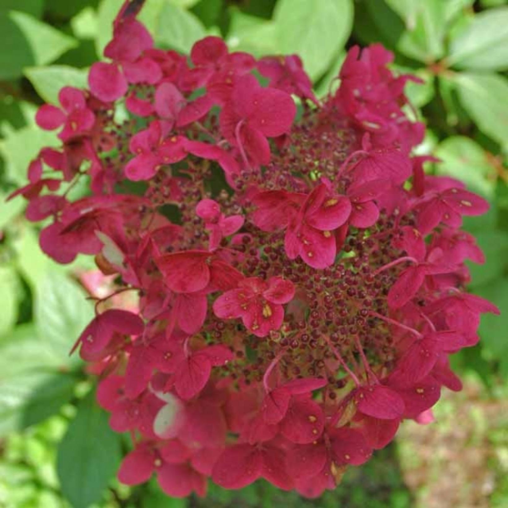 Hydrangea paniculata Wim's Red – Hortensia blanc virant au rose puis rouge