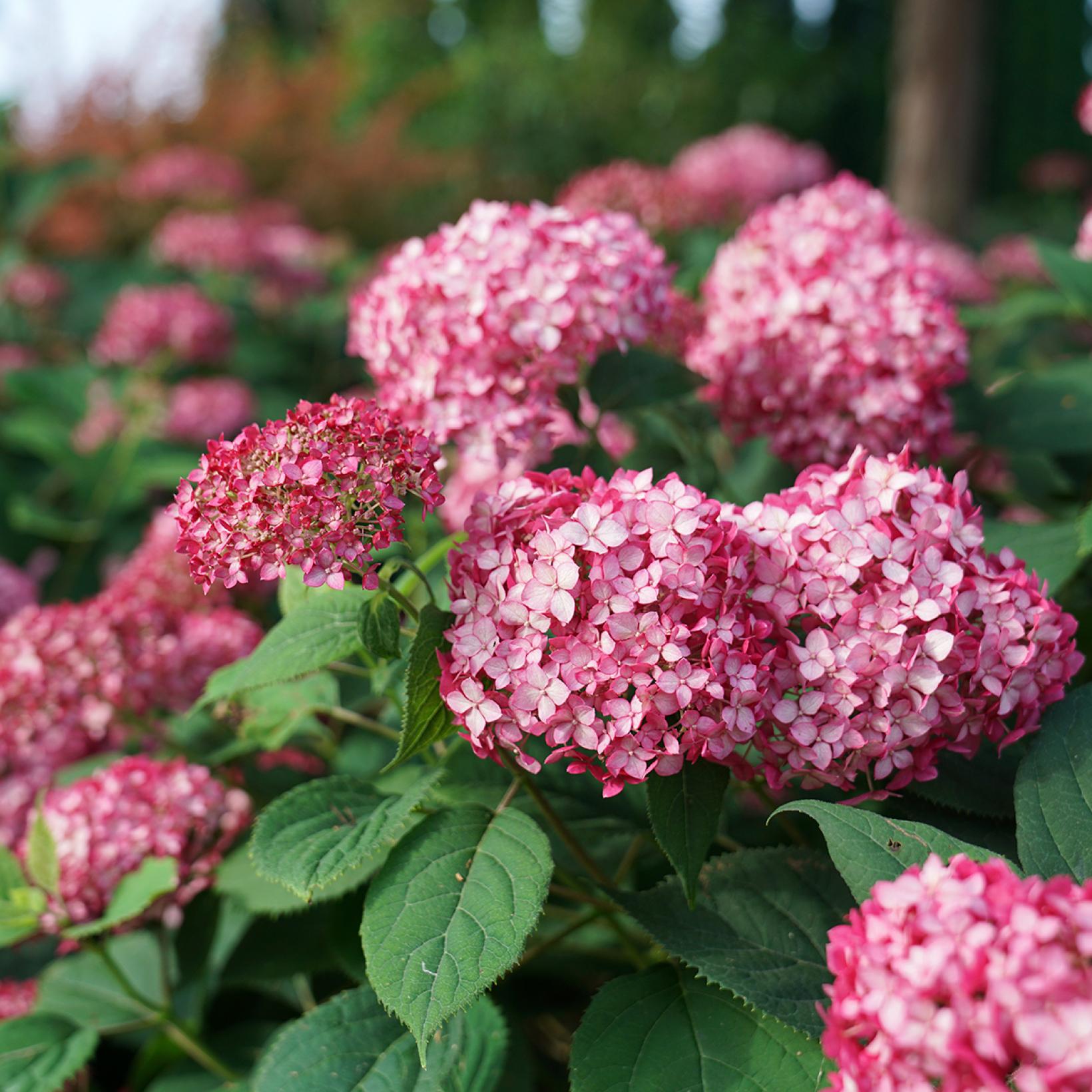 Hydrangea arborescens Ruby Annabelle – Hortensia rouge bourgogne à rubis