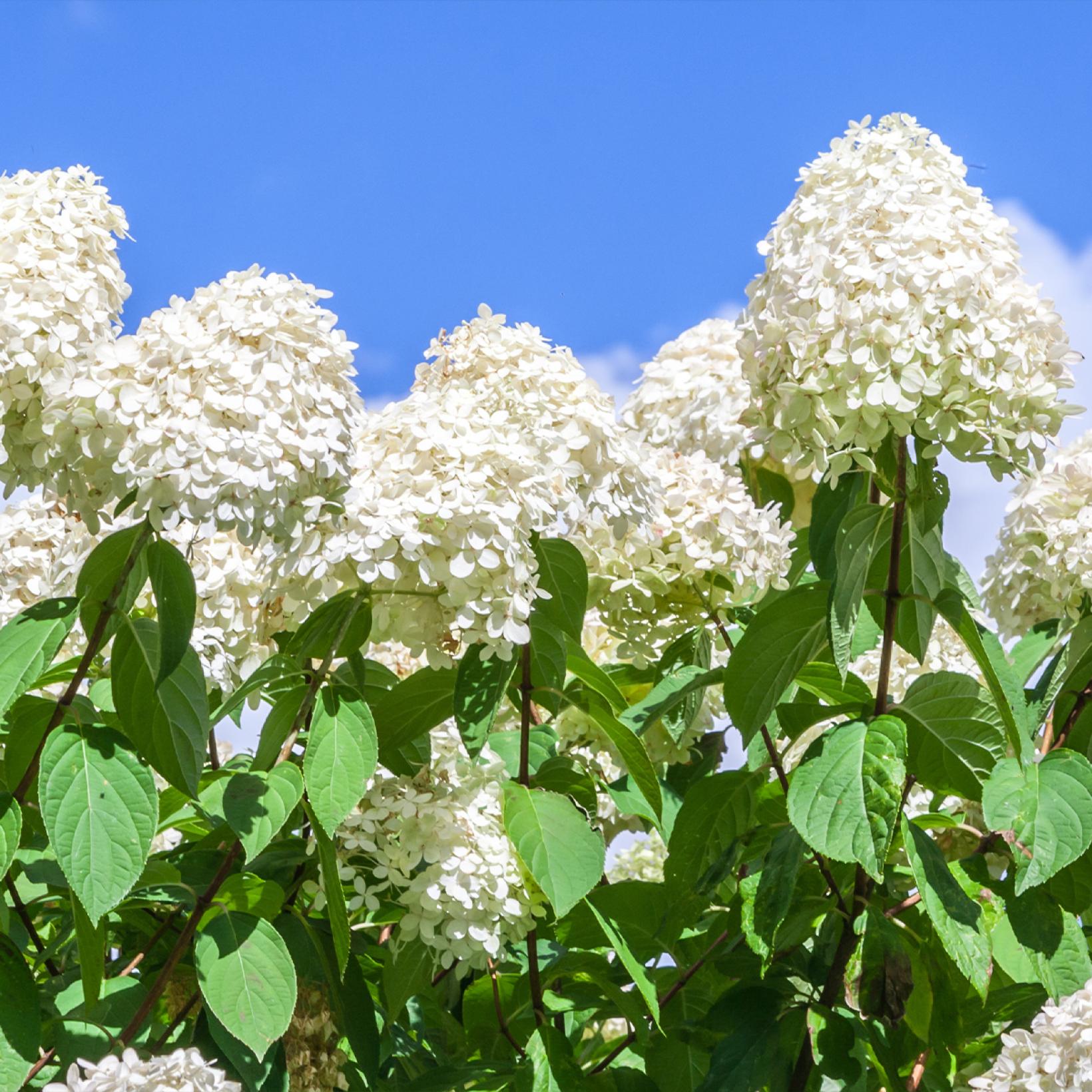 Hydrangea paniculata Polar Bear - Hortensia paniculé aux énormes fleurs ...