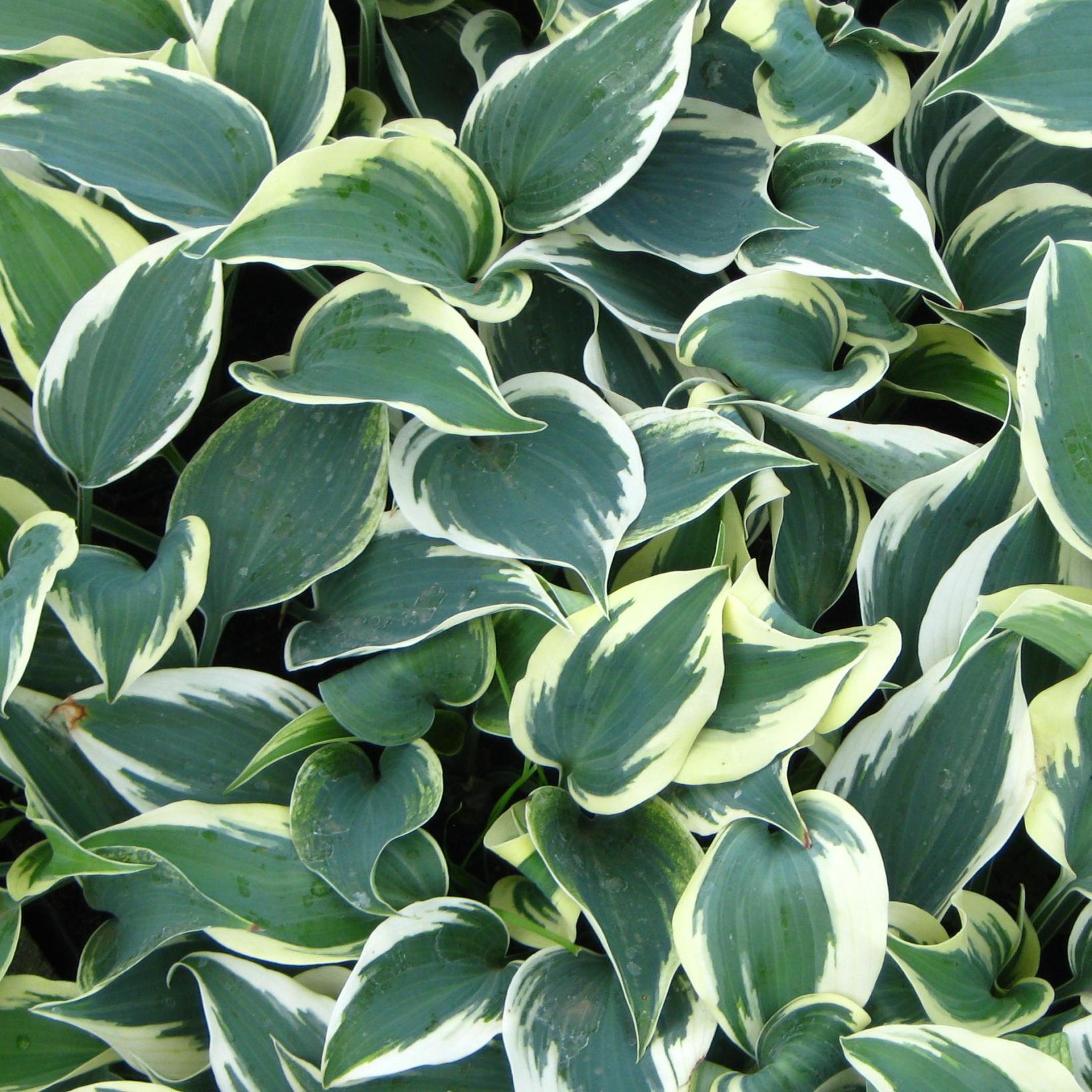 Hosta Blue Ivory - Un feuillage bleuté largement marginé de blanc