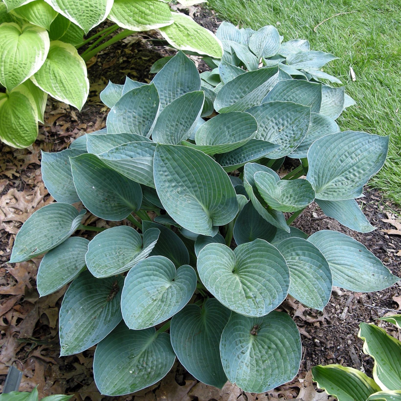 Hosta sieboldiana Blue Vision - Variété impressionnante aux feuilles ...