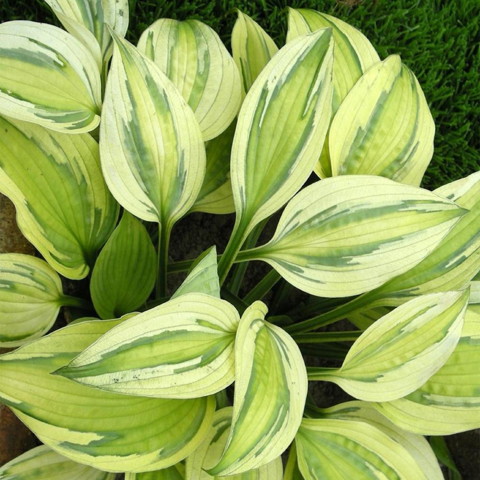 Hosta Captain s Adventures - Variété moyenne à feuilles tricolores ...