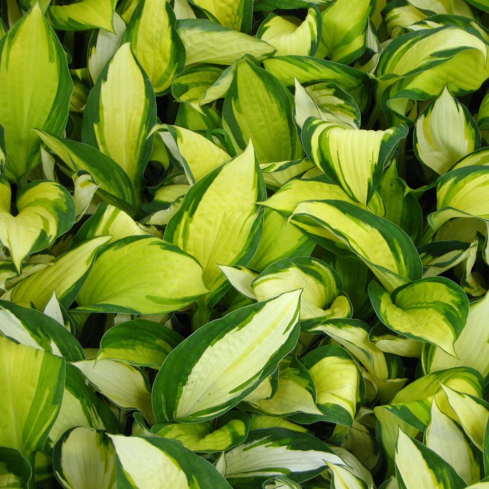 Hosta Color Festival - Variété moyenne aux épaisses feuilles en ovales ...