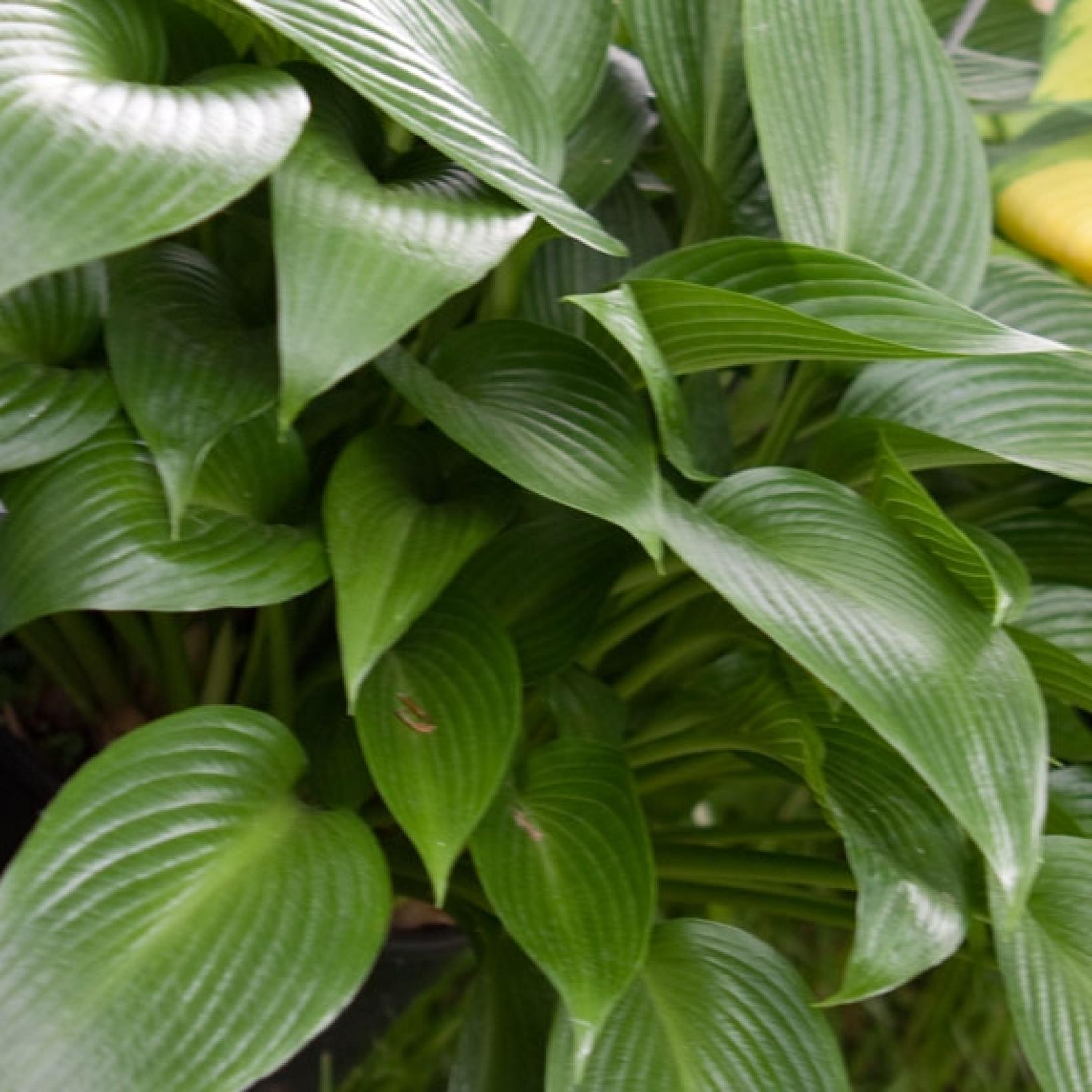 Hosta Devon Green - Un magnifique feuillage vert sombre
