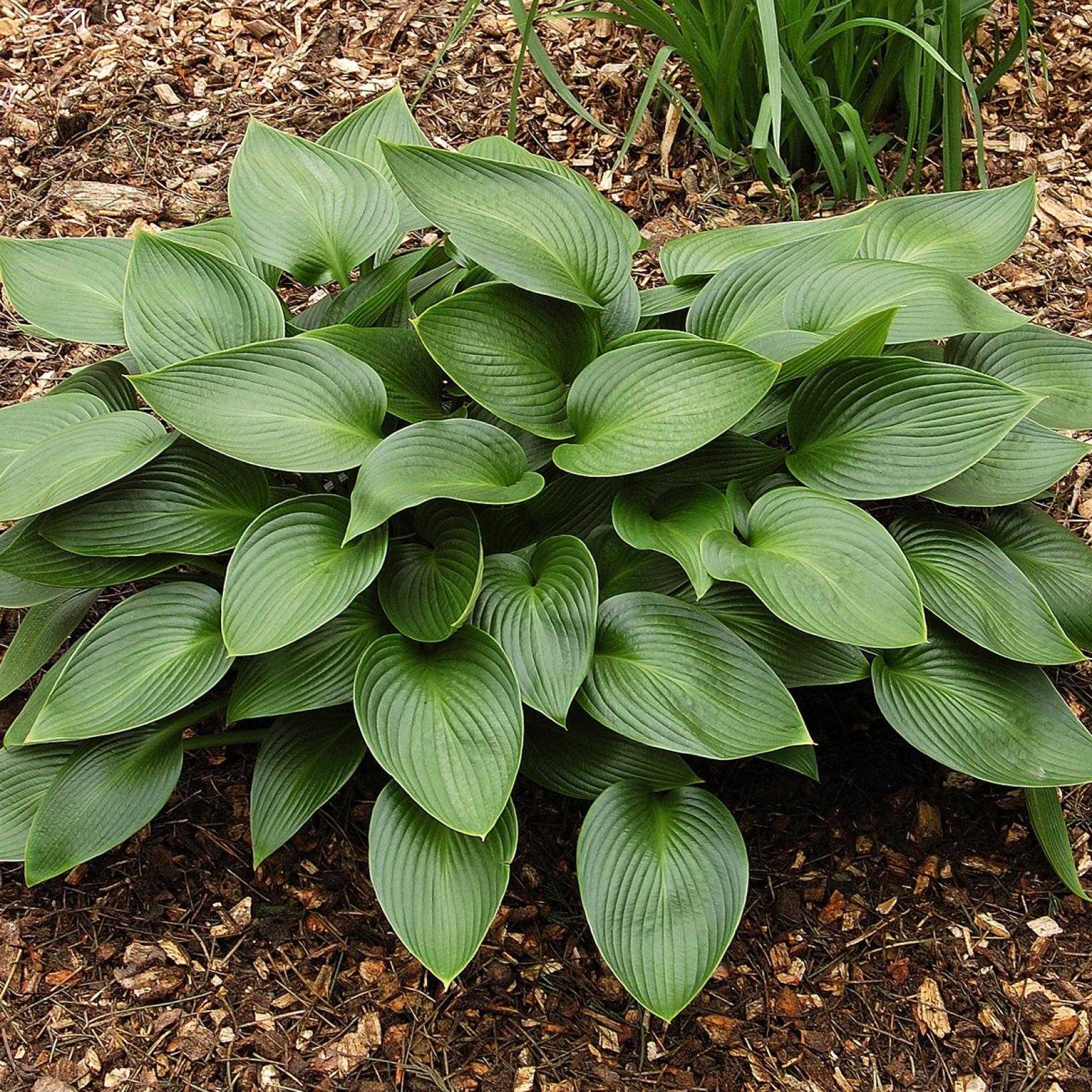 Hosta Devon Green - Un magnifique feuillage vert sombre
