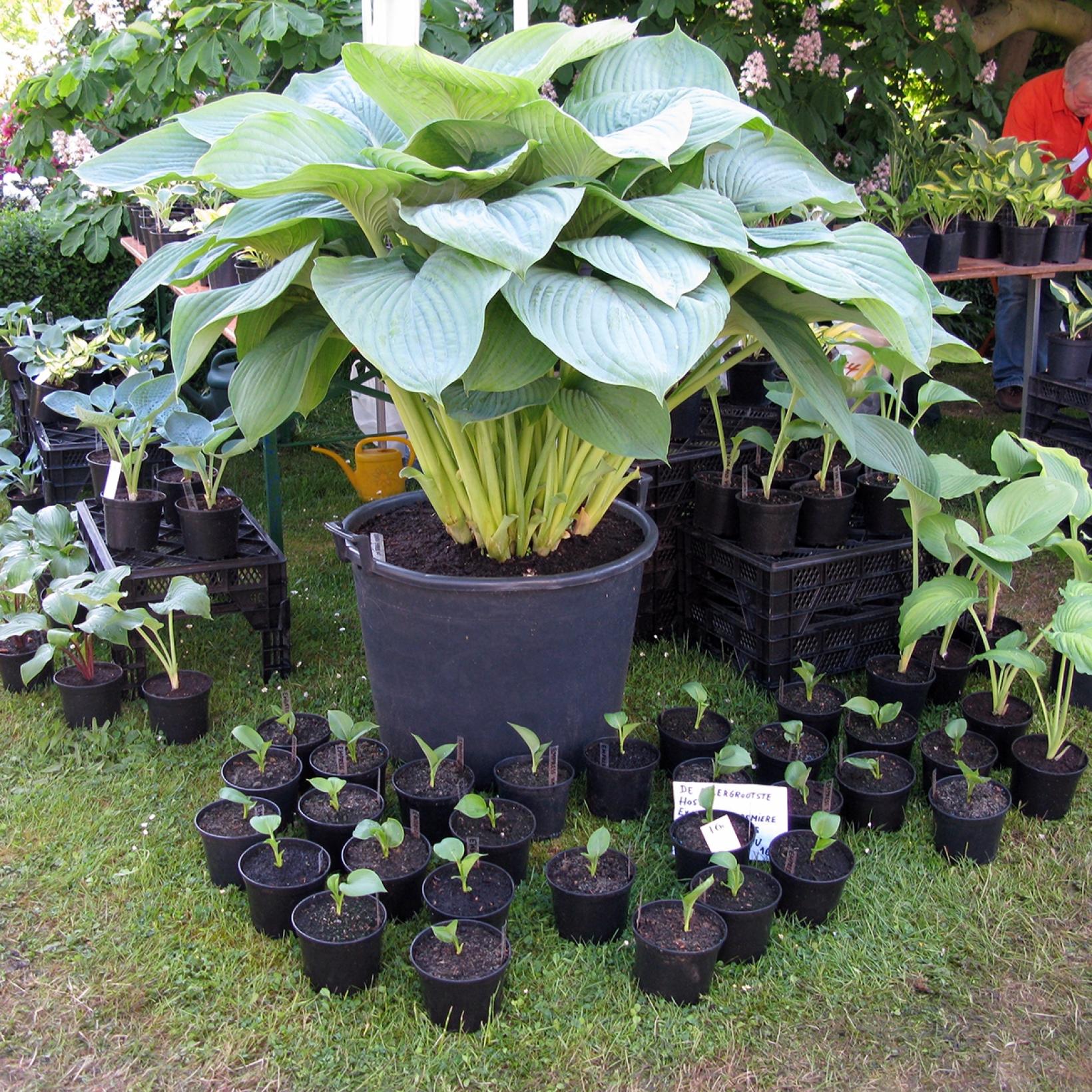 Hosta Empress Wu - Une variété géante, impressionnante