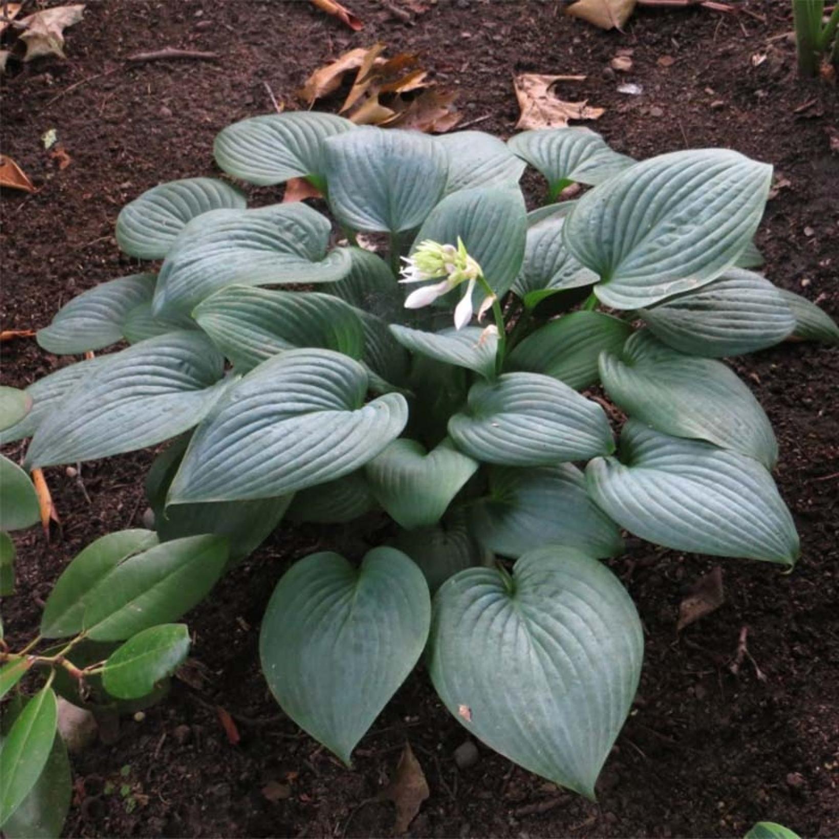Hosta Fragrant Blue - Variété moyenne à feuilles bleu-vert pruiné, à ...