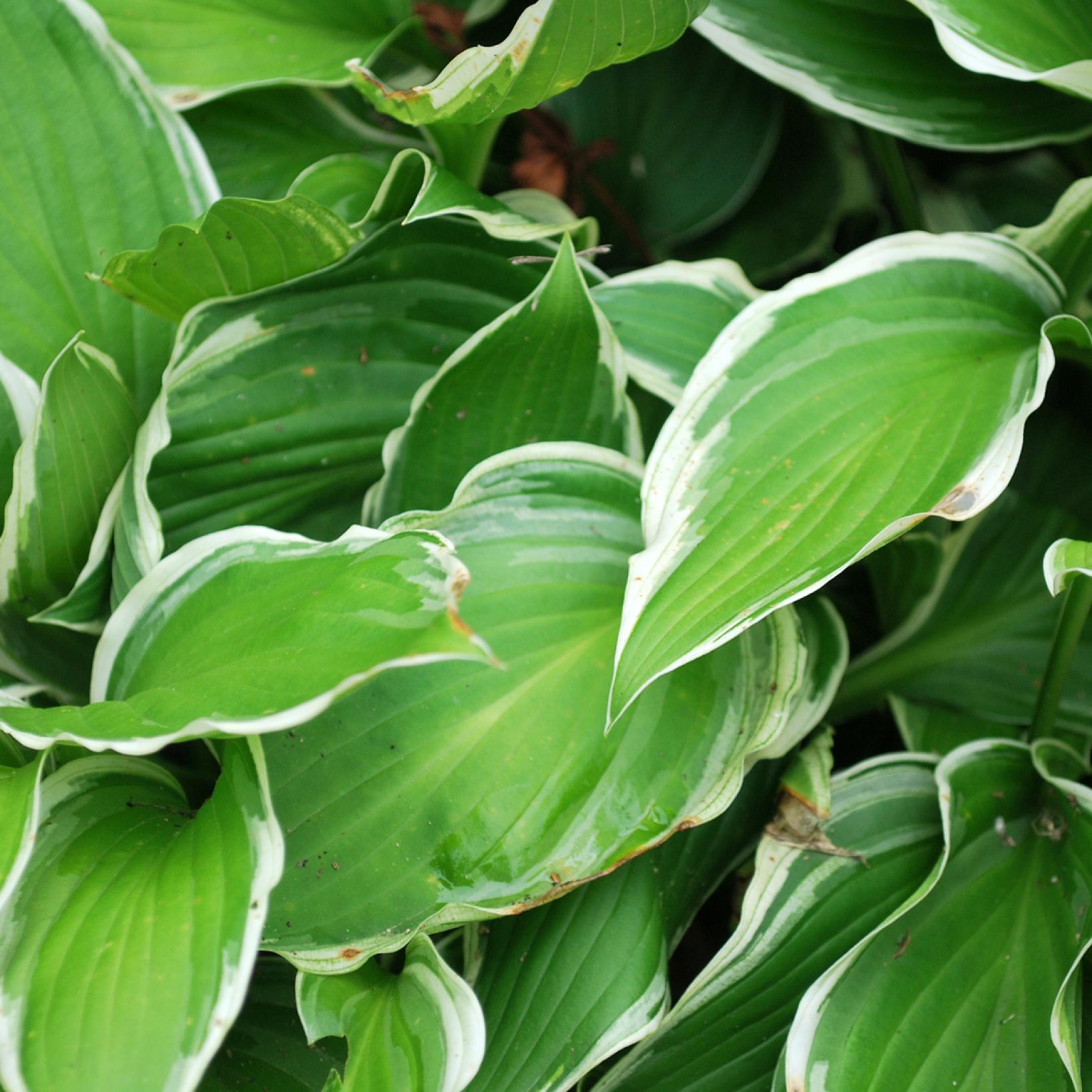 Hosta Frosted Raspberry - variété naine au feuillage brillant vert ...