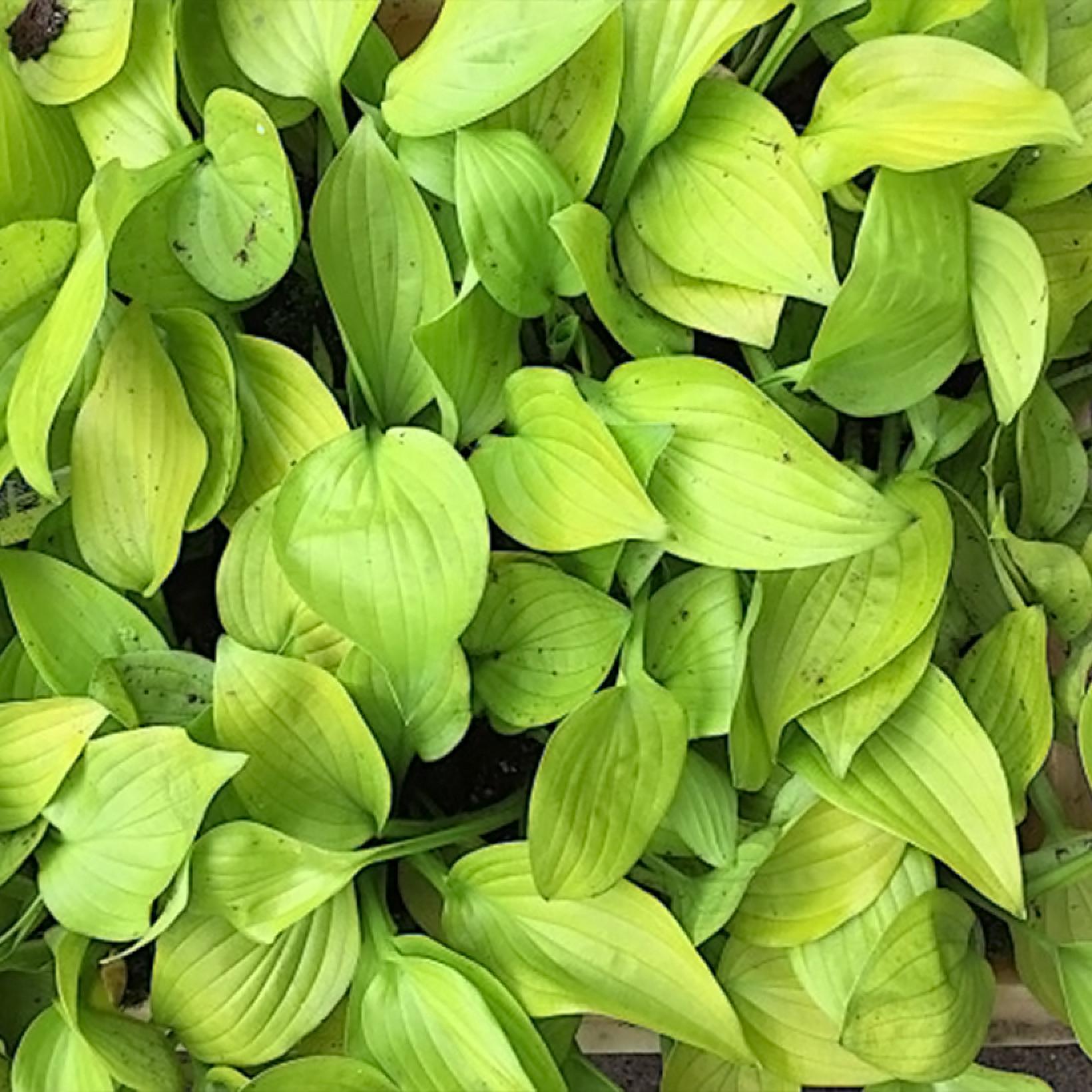 Hosta Ki Ren Jyaku - Variété exceptionnelle à fleurs semi-doubles