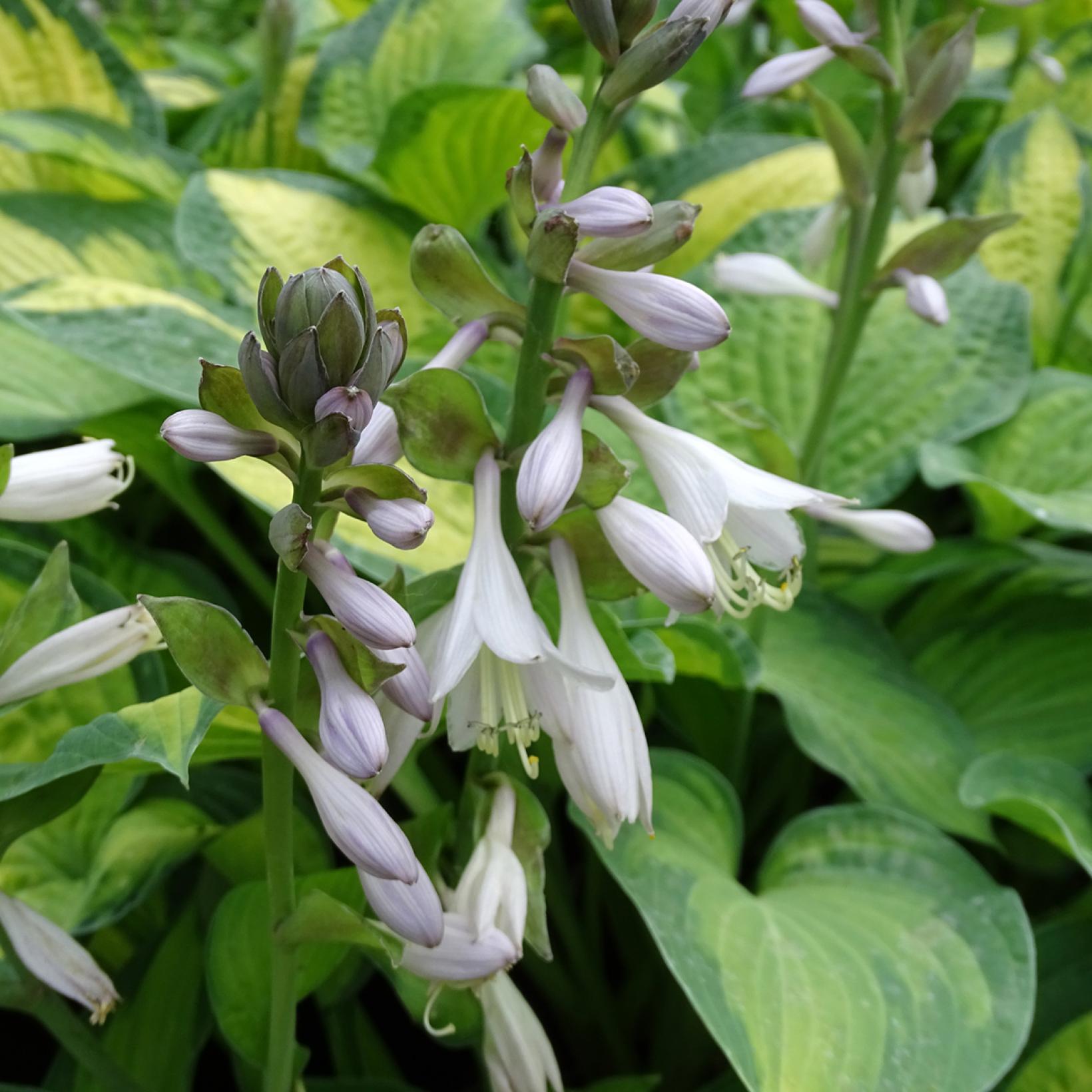Hosta Paul's Glory - Un géant à feuillage vert chartreuse marginé de ...