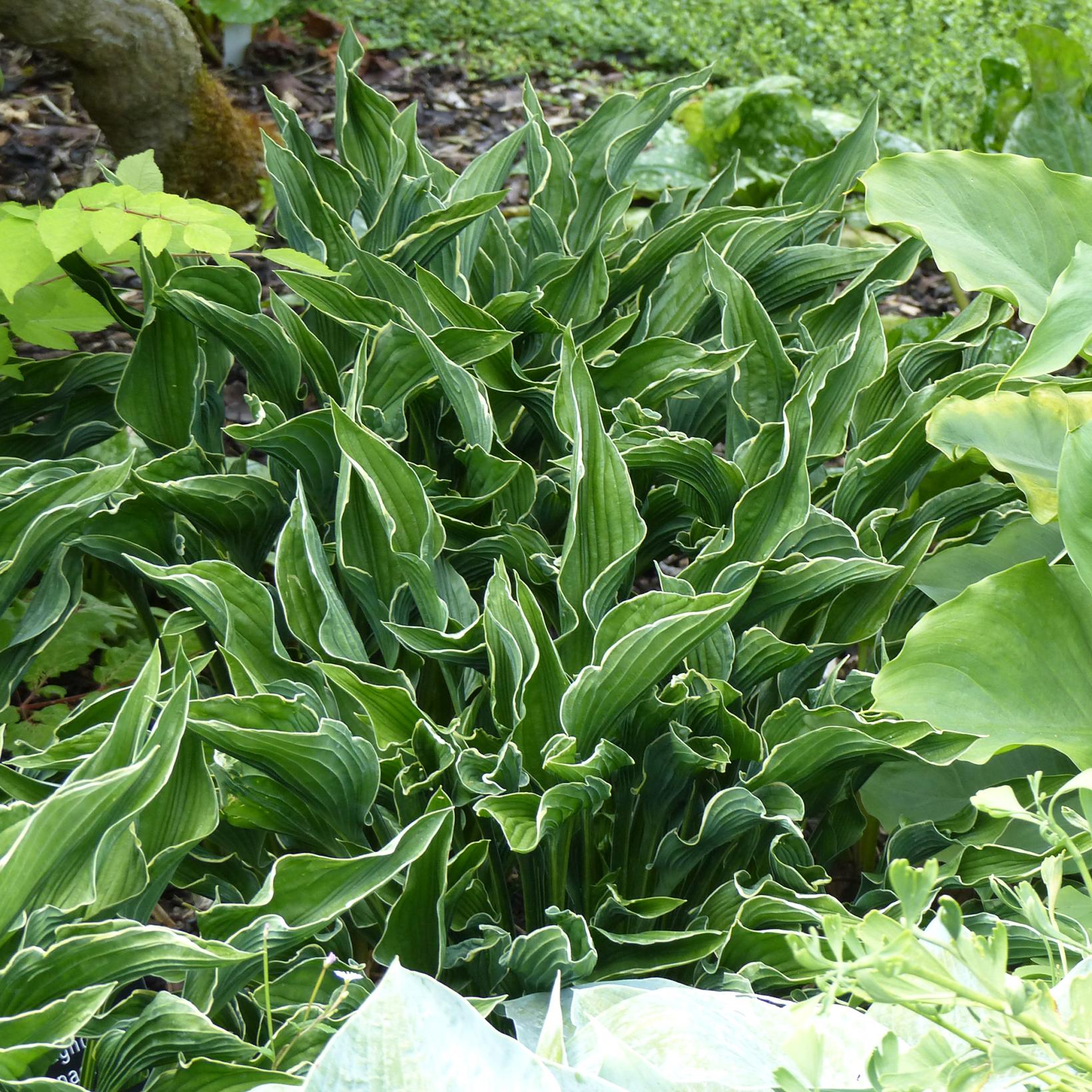 Hosta Praying Hands - D'originales feuilles dressées et enroulées