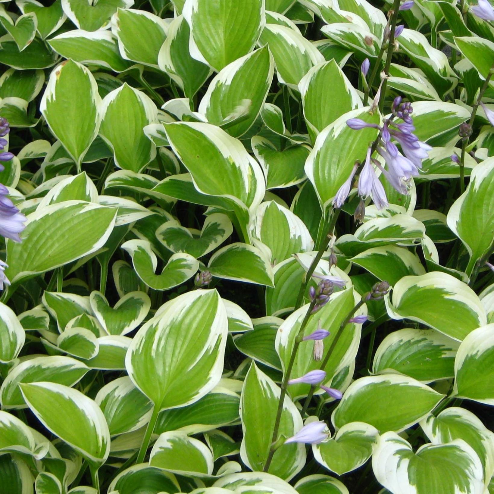 Hosta Queen Josephine - Variété moyenne à feuilles lustrées en coeurs ...