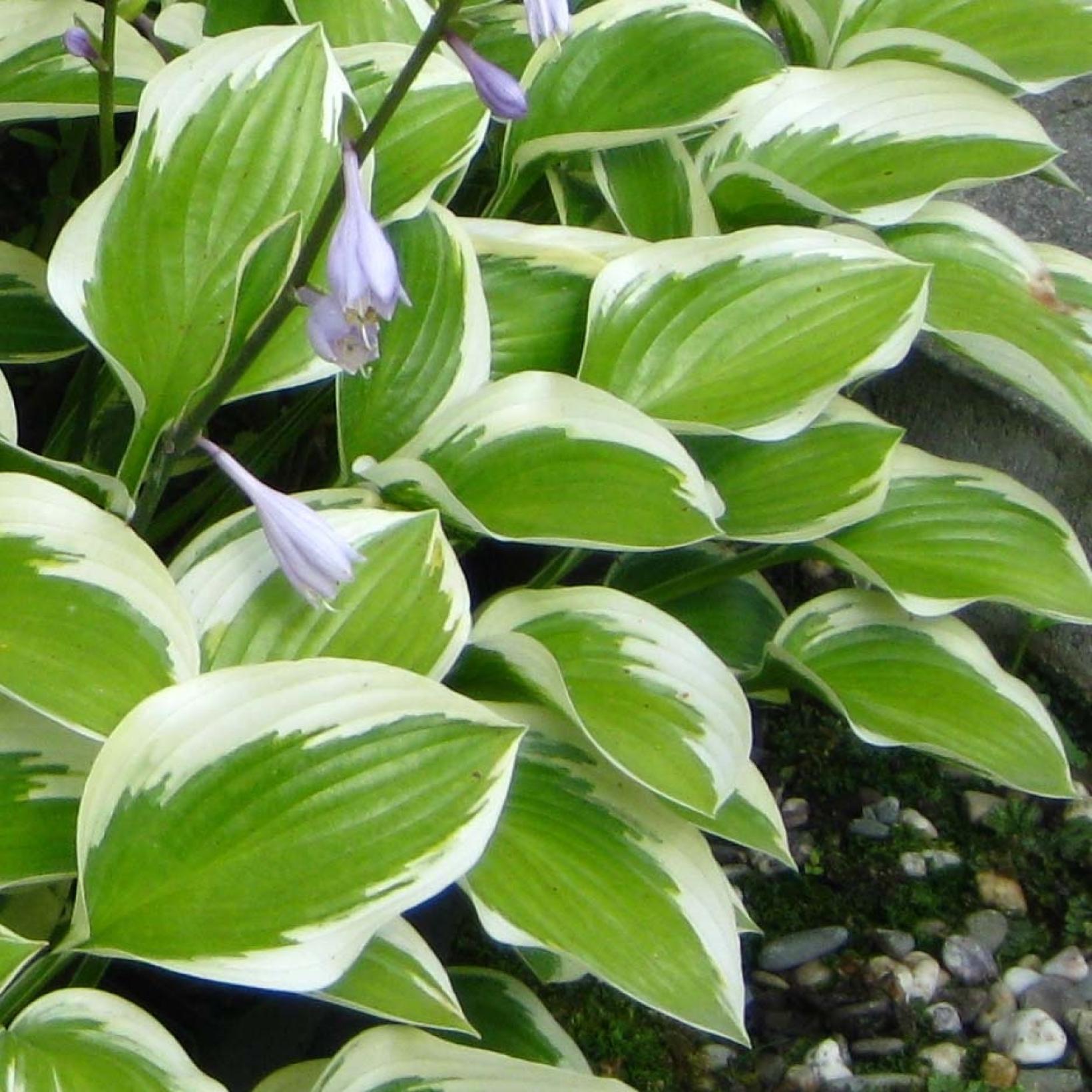 Hosta Queen Josephine - Variété moyenne à feuilles lustrées en coeurs ...