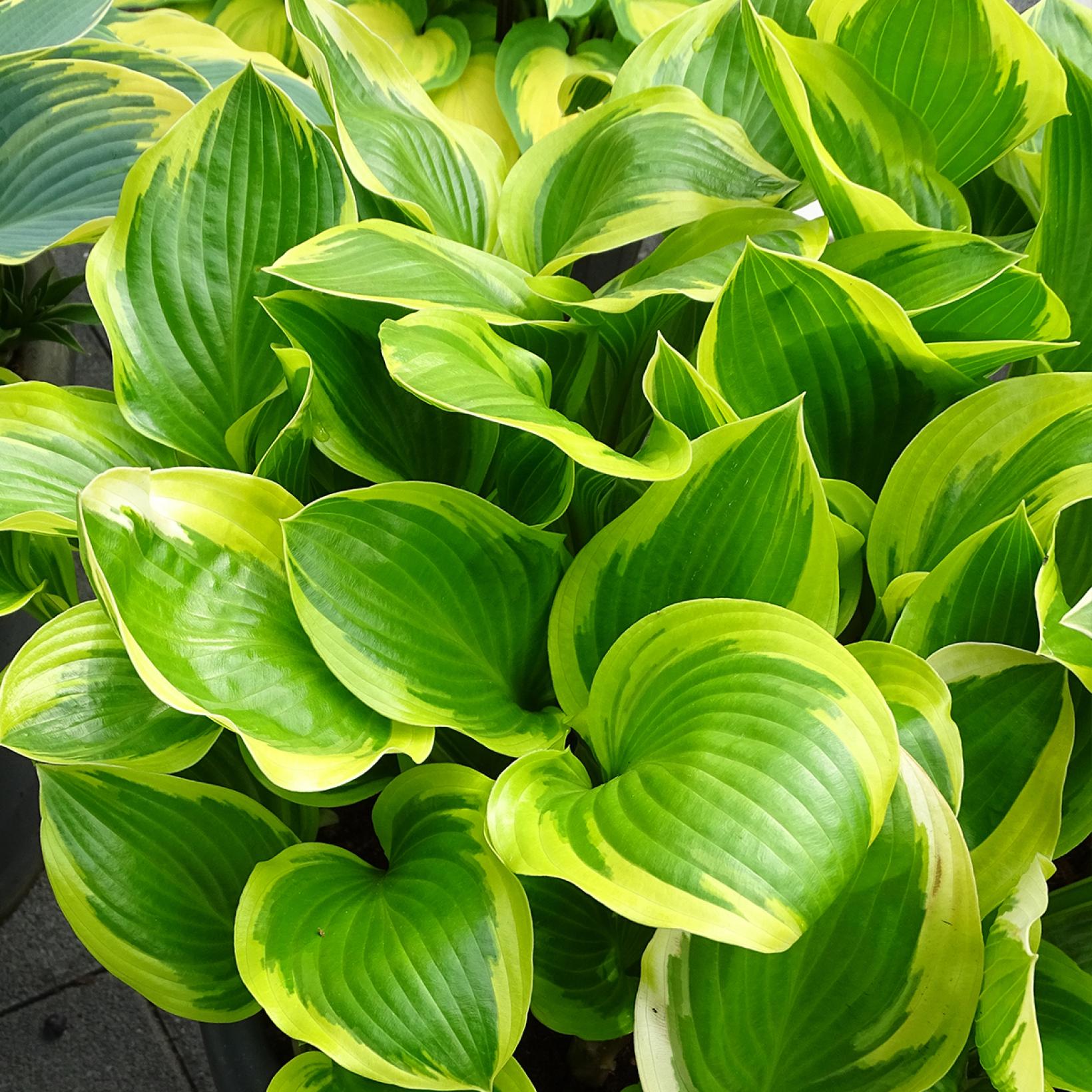 Hosta Queen Josephine - Variété moyenne à feuilles lustrées en coeurs ...