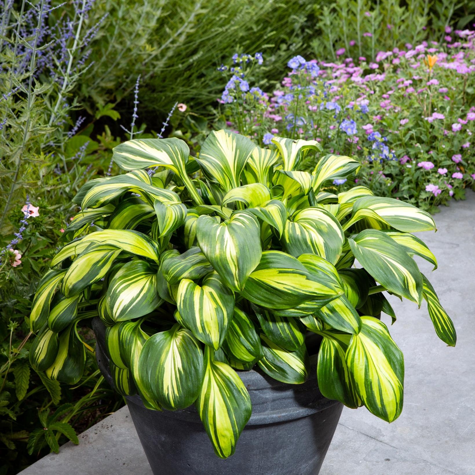 Hosta Rainbows End - Un feuillage multicolore aux variations spectaculaires