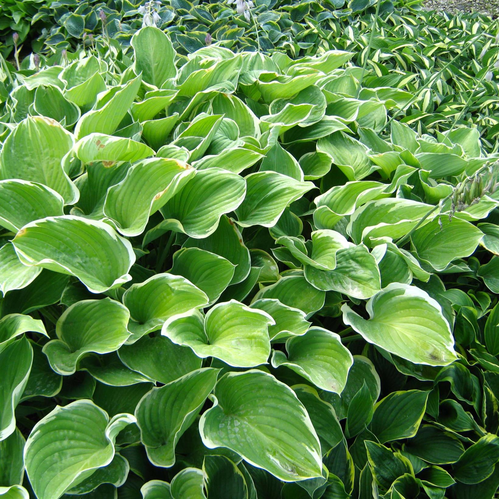 Hosta fluctuans Sagae - Grande variété à feuillage vert marginé de ...