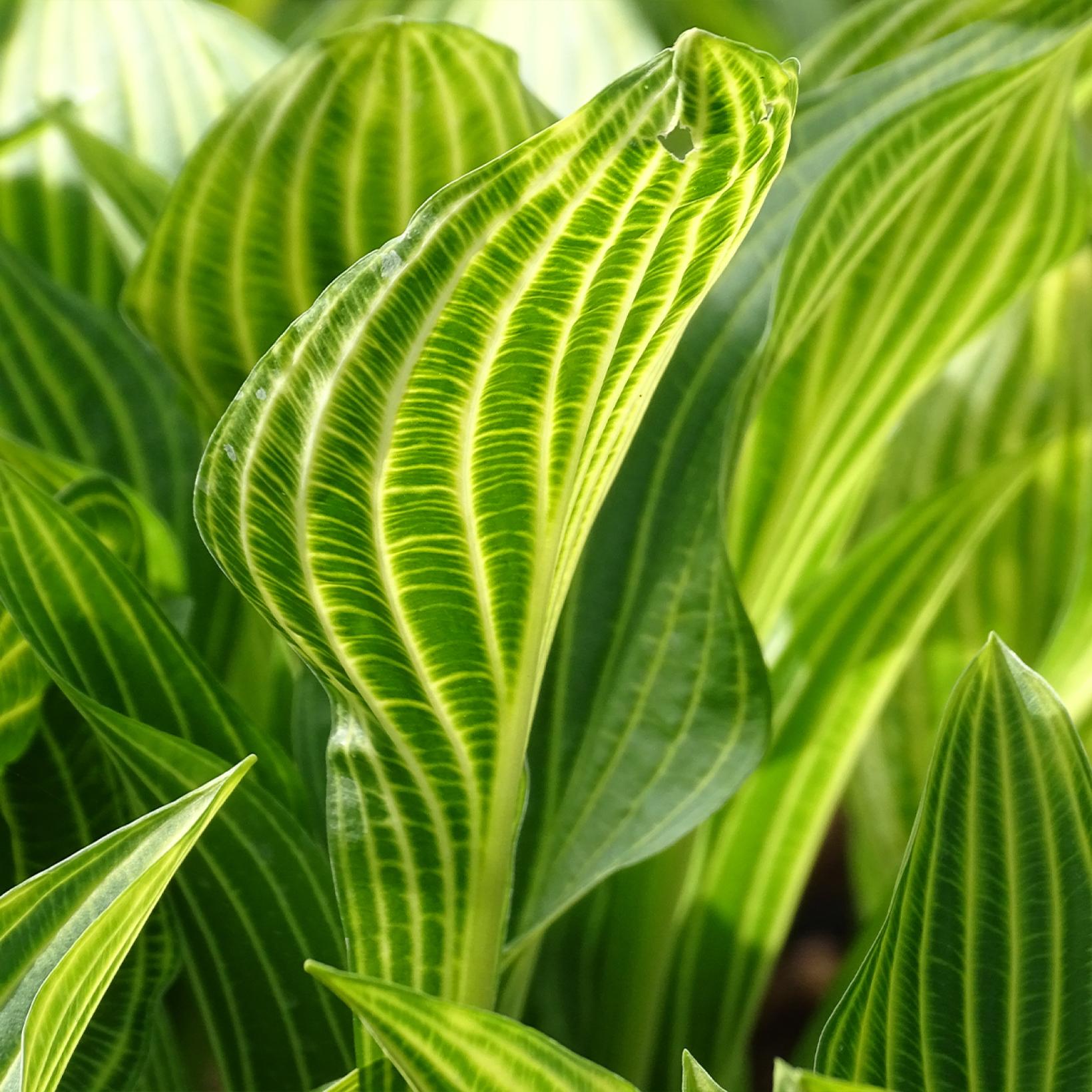 Hosta Siberian Tiger - Variété unique aux feuillage vert clair rayé de ...