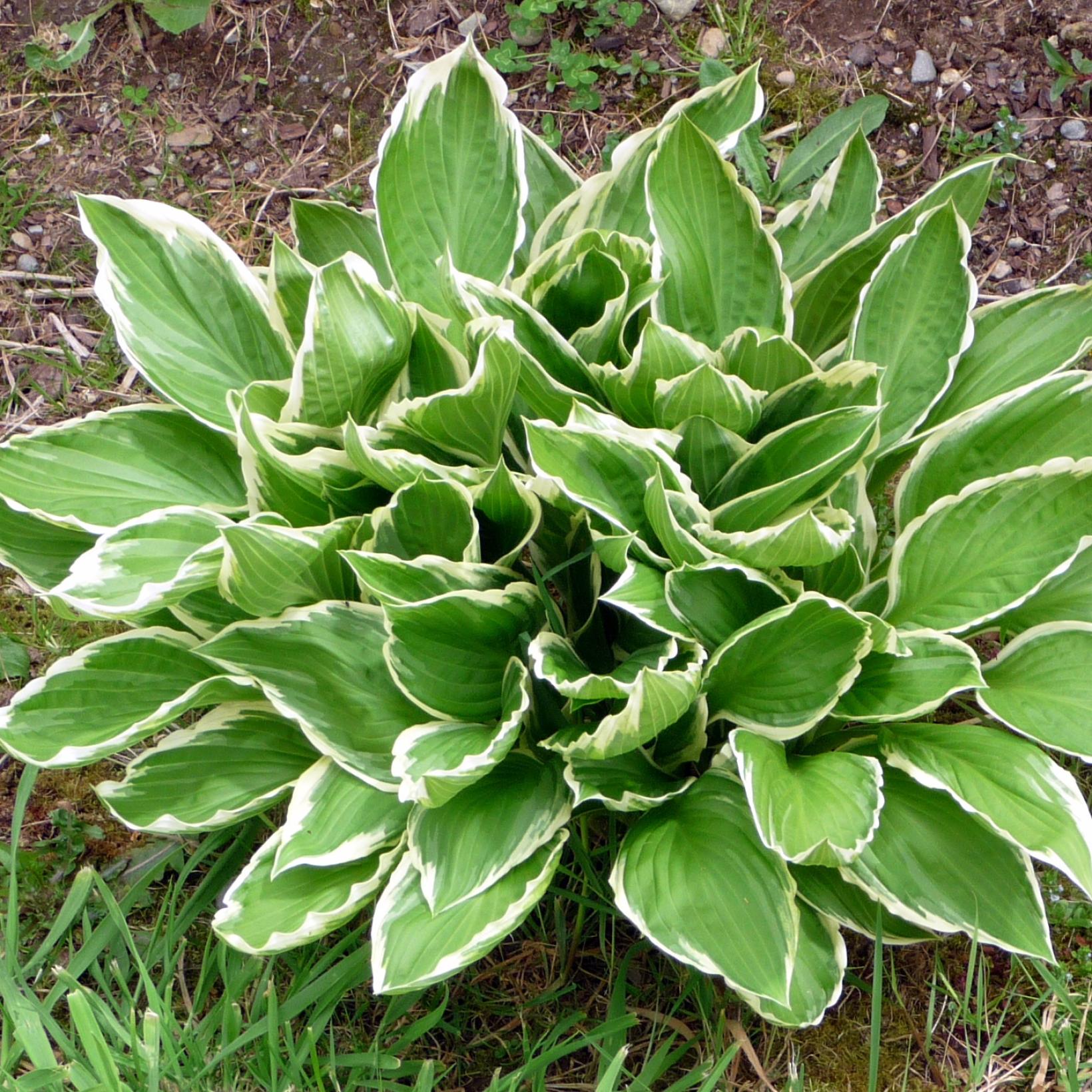 Hosta So Sweet - Variété à feuillage vert marginé de jaune puis de blanc.
