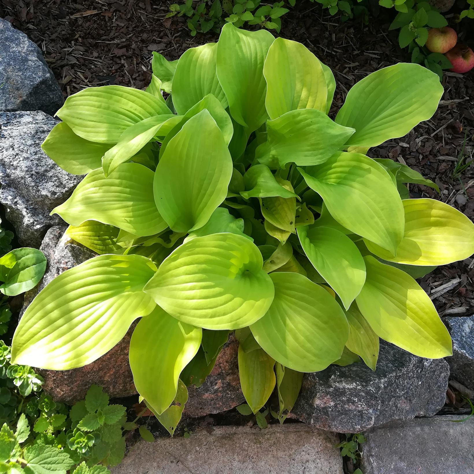 Hosta Sun Mouse - Variété miniature à feuillage doré