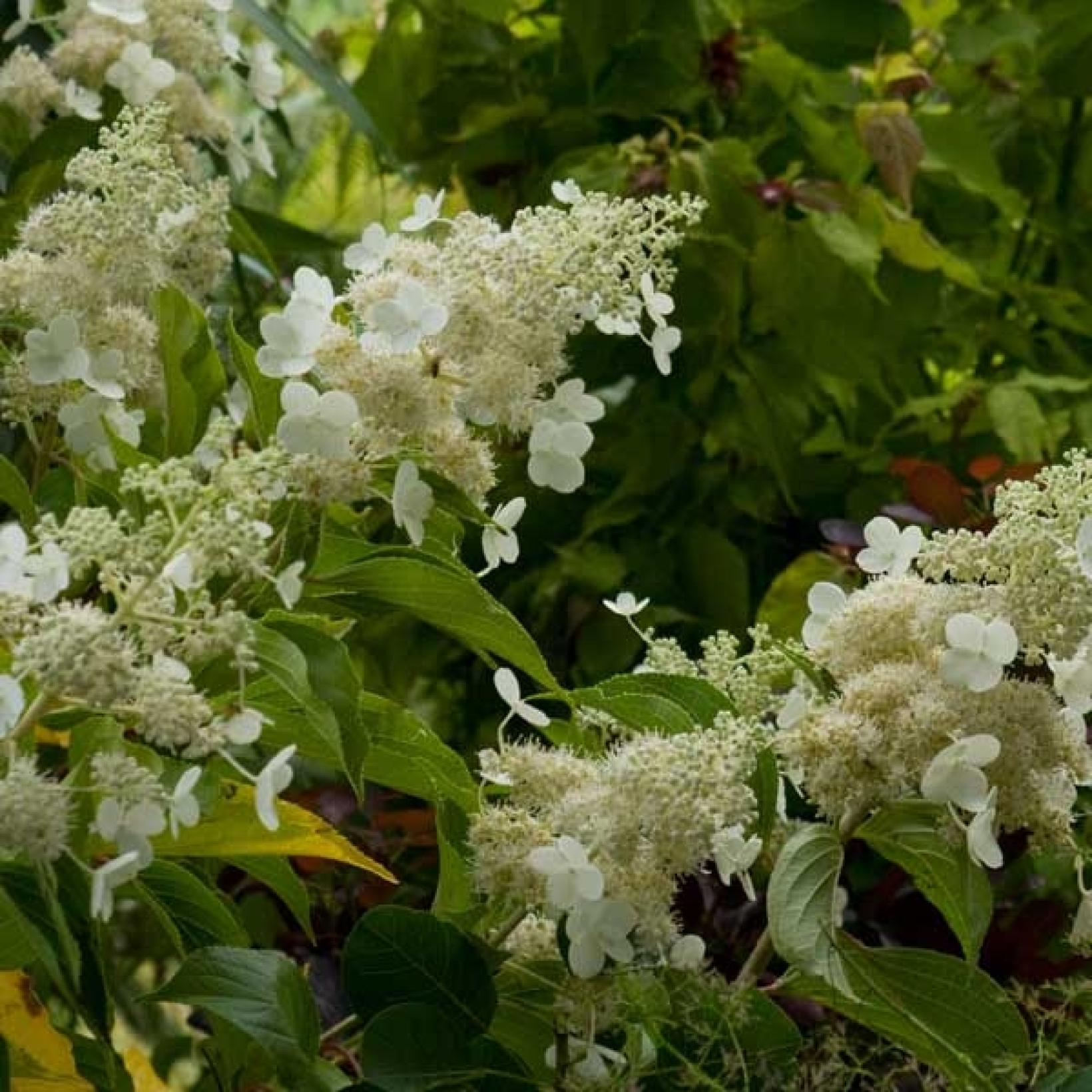 Hydrangea paniculata Kyushu - Hortensia aux panicules blanches et légères