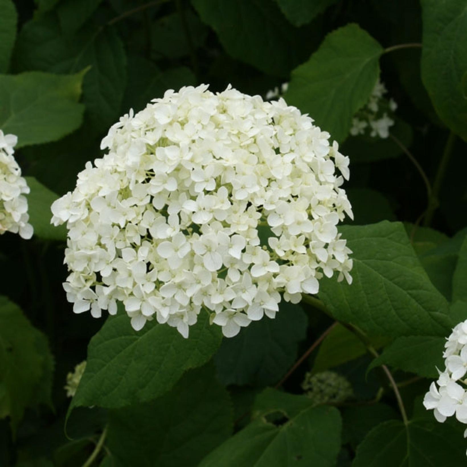 Hydrangea arborescens Annabelle - Hortensia aux énormes boules blanches