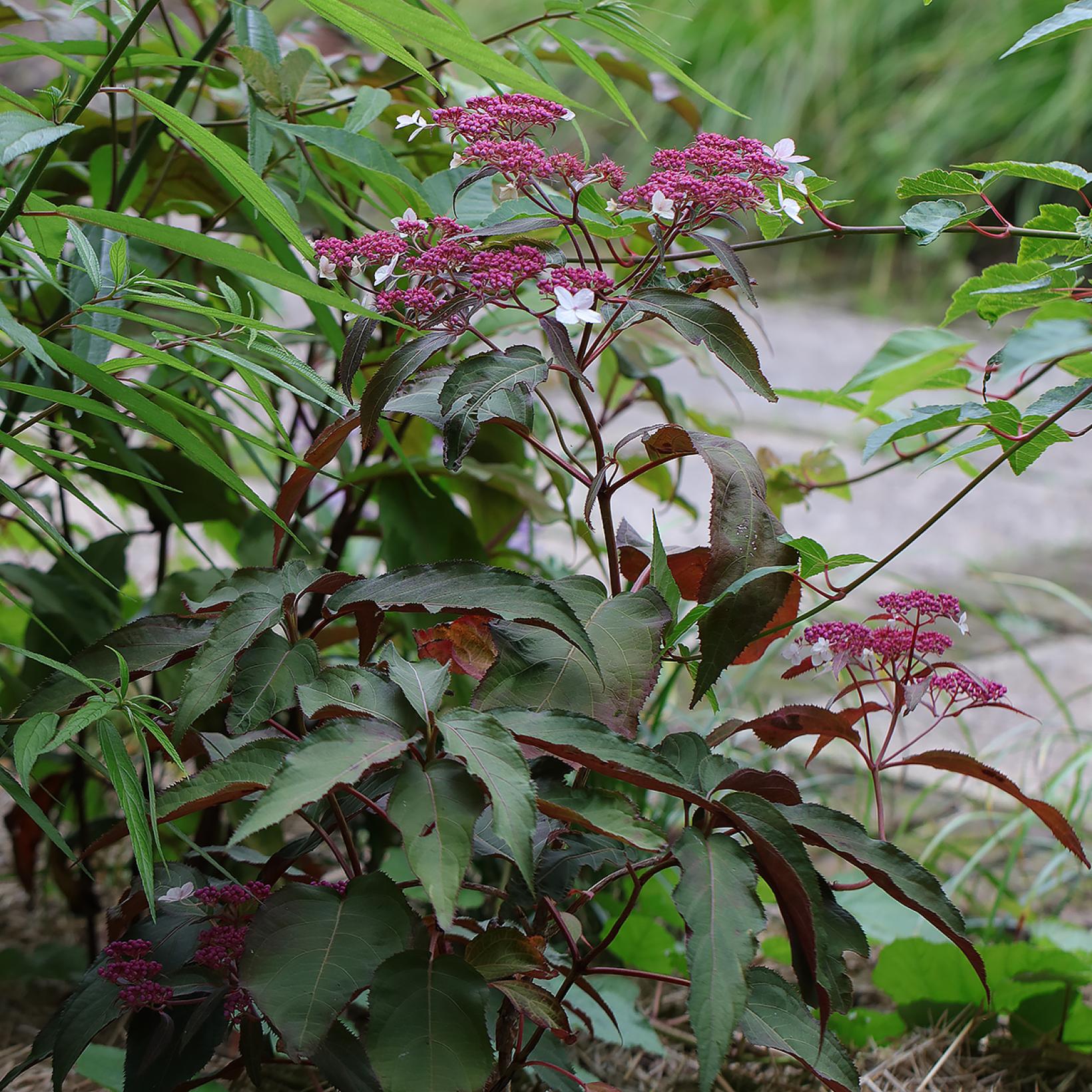 Hydrangea aspera Rosemary Foster - Hortensia à fleurs rose violacé et ...