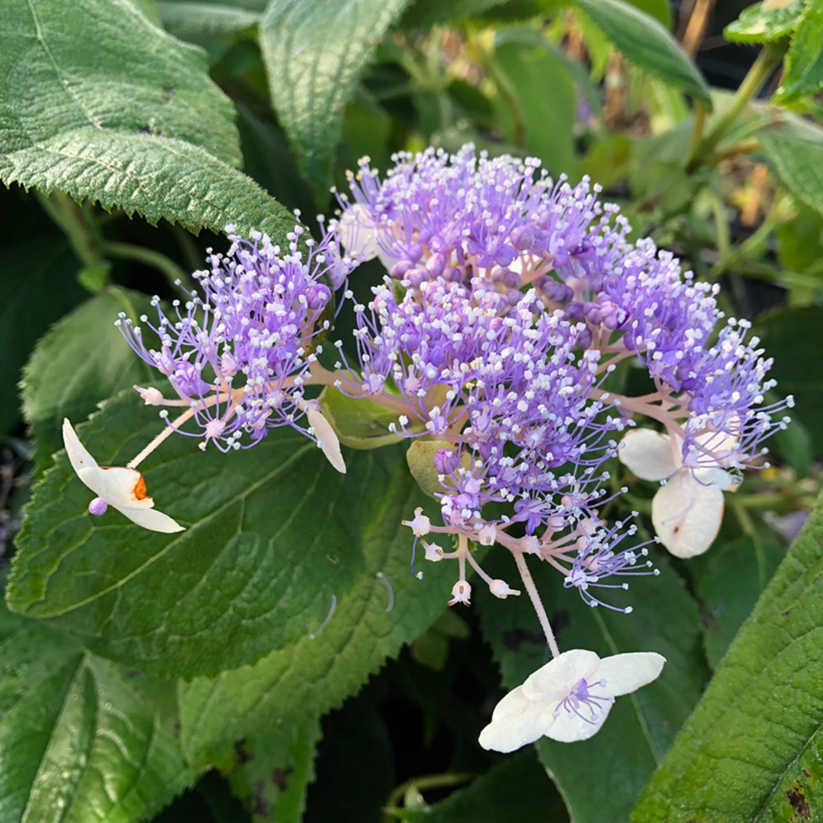Hydrangea involucrata Late Love - Hortensia à boutons de pivoine