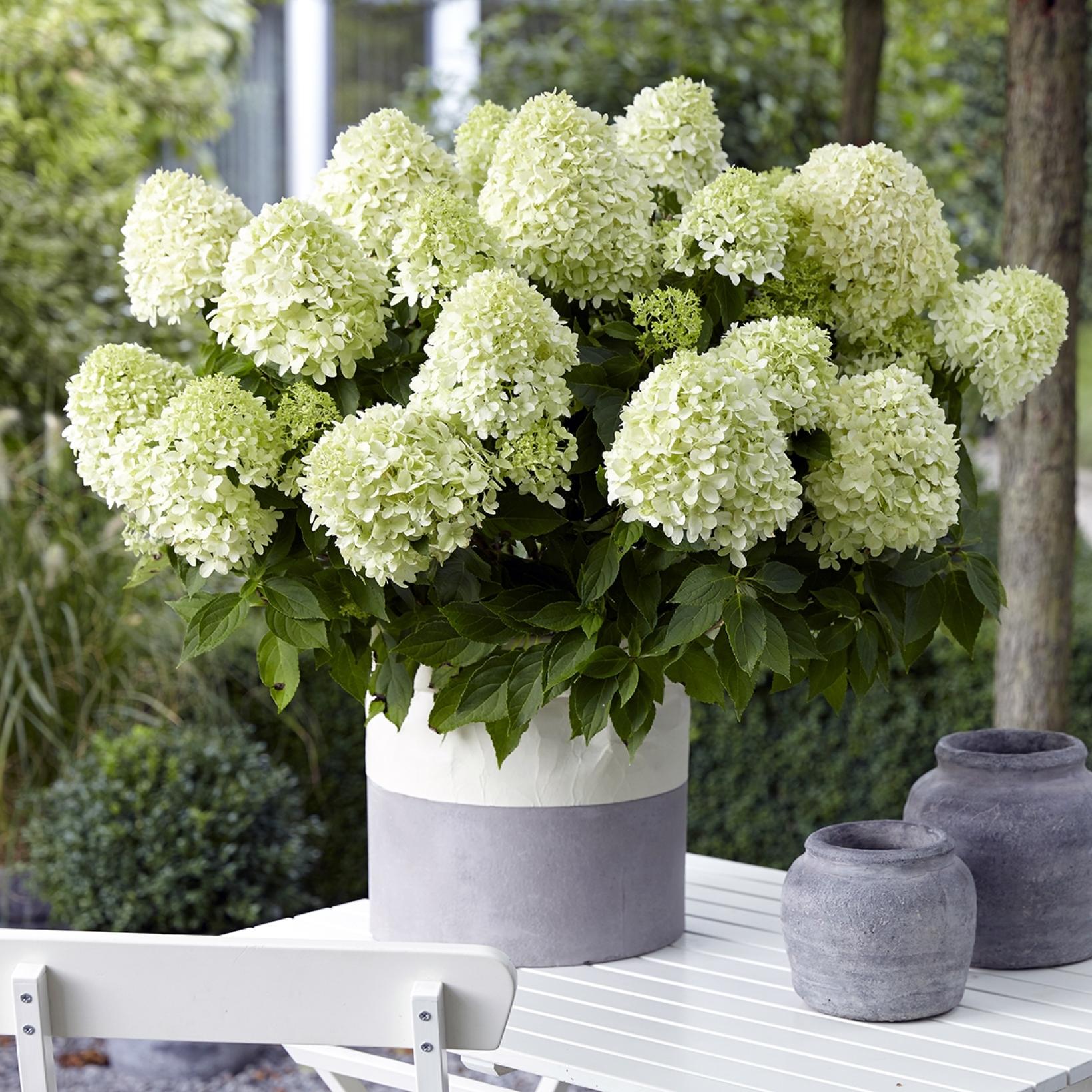 Hydrangea paniculata Little Spooky - Hortensia nain aux panicules de ...