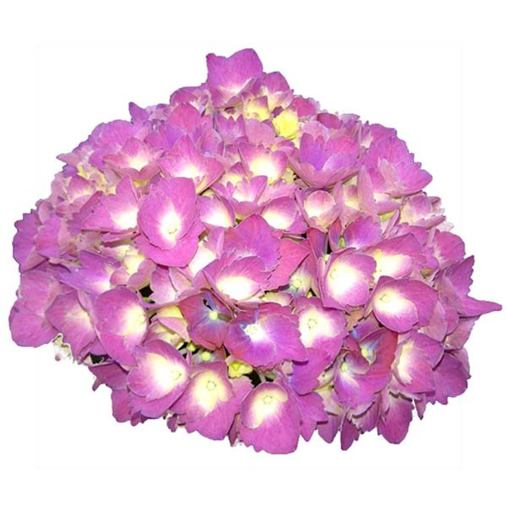 Hydrangea macrophylla Baron Pourpre - Hortensia à fleurons rose pourpré