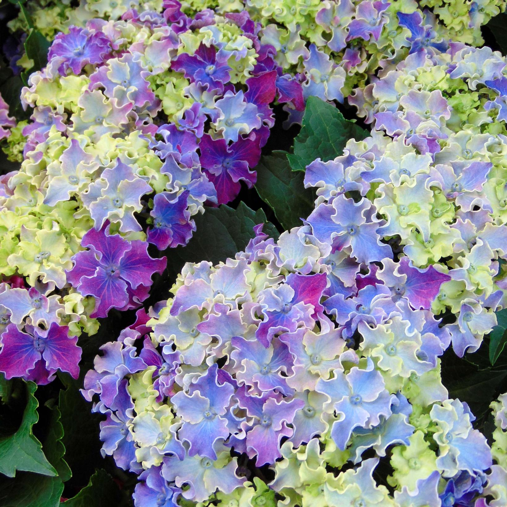 Hydrangea macrophylla Curly Sparkle Blue - Hortensia à fleurs bleu-violacé