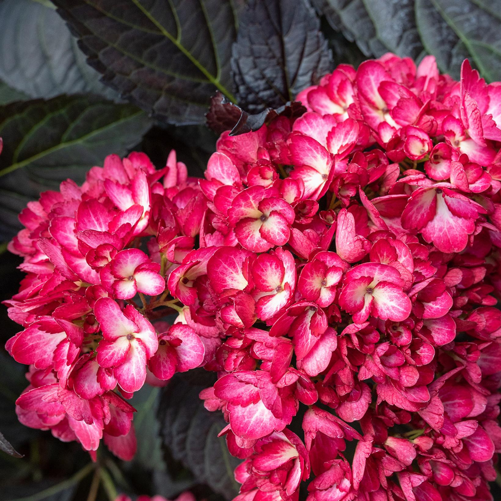 Hydrangea macrophylla Eclipse - Hortensia aux feuilles poupre chocolat ...