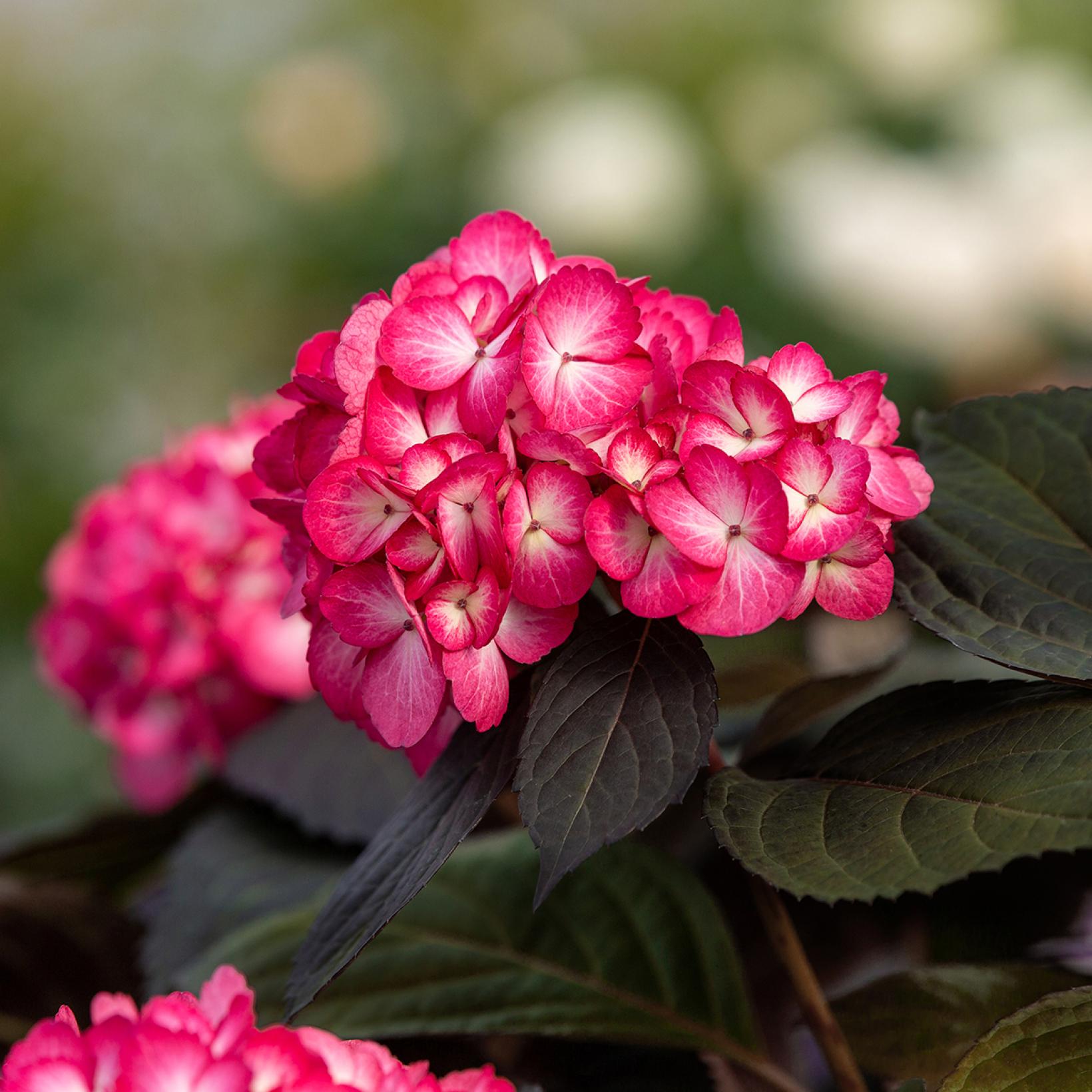 Hydrangea macrophylla Eclipse - Hortensia aux feuilles poupre chocolat ...