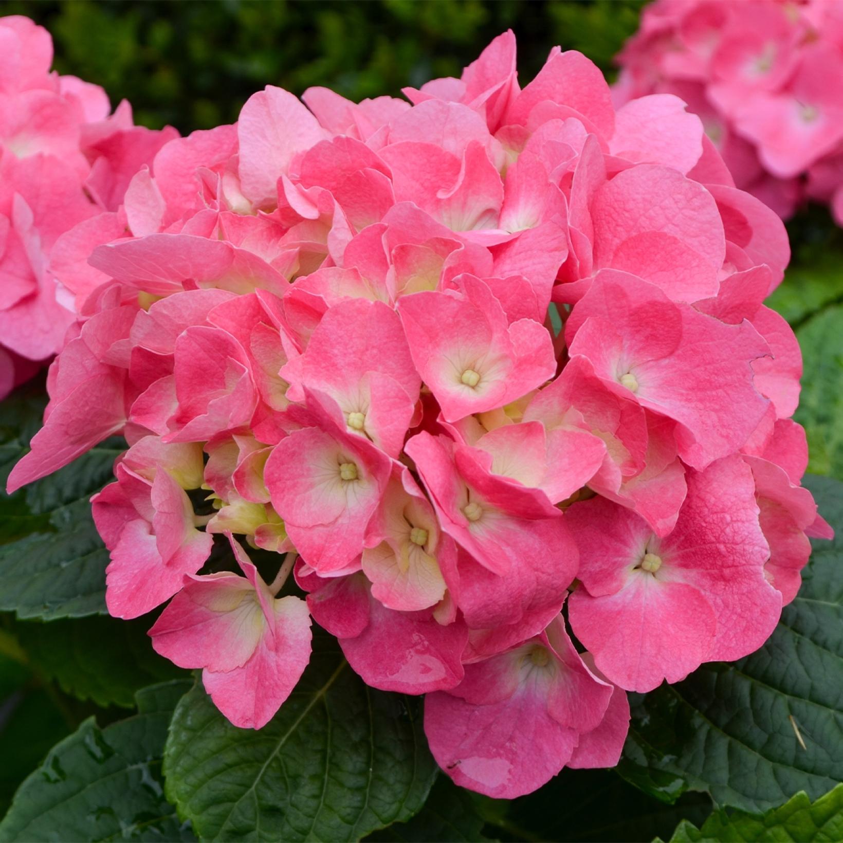 Hydrangea macrophylla Freudenstein - Hortensia à fleurs rose intense