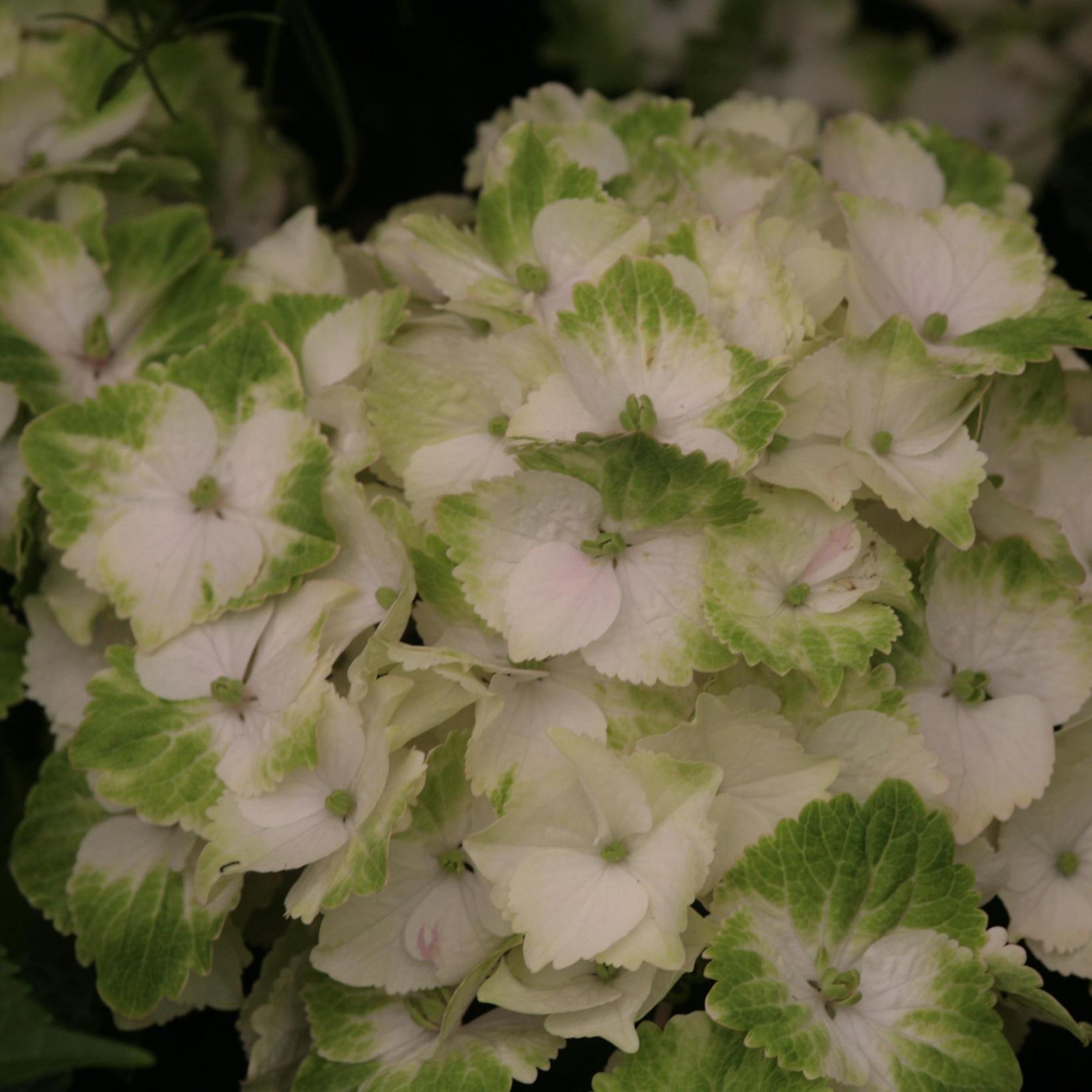 Hydrangea macrophylla Magical Noblesse – Hortensia aux tons changeants