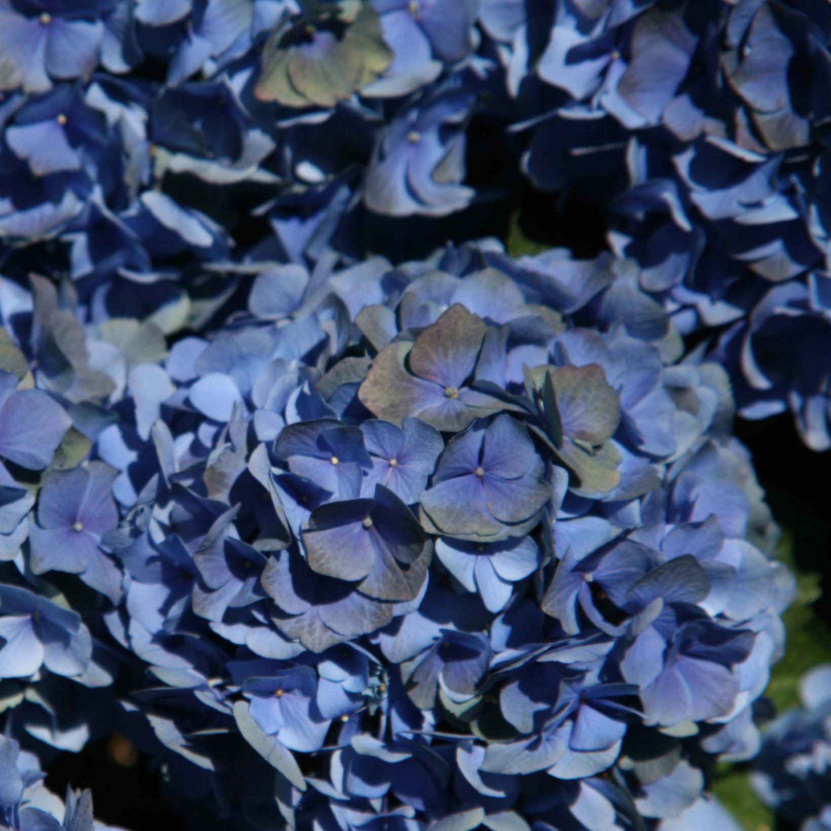 Hydrangea macrophylla Mathilde Gutges - Hortensia florifère bleu foncé