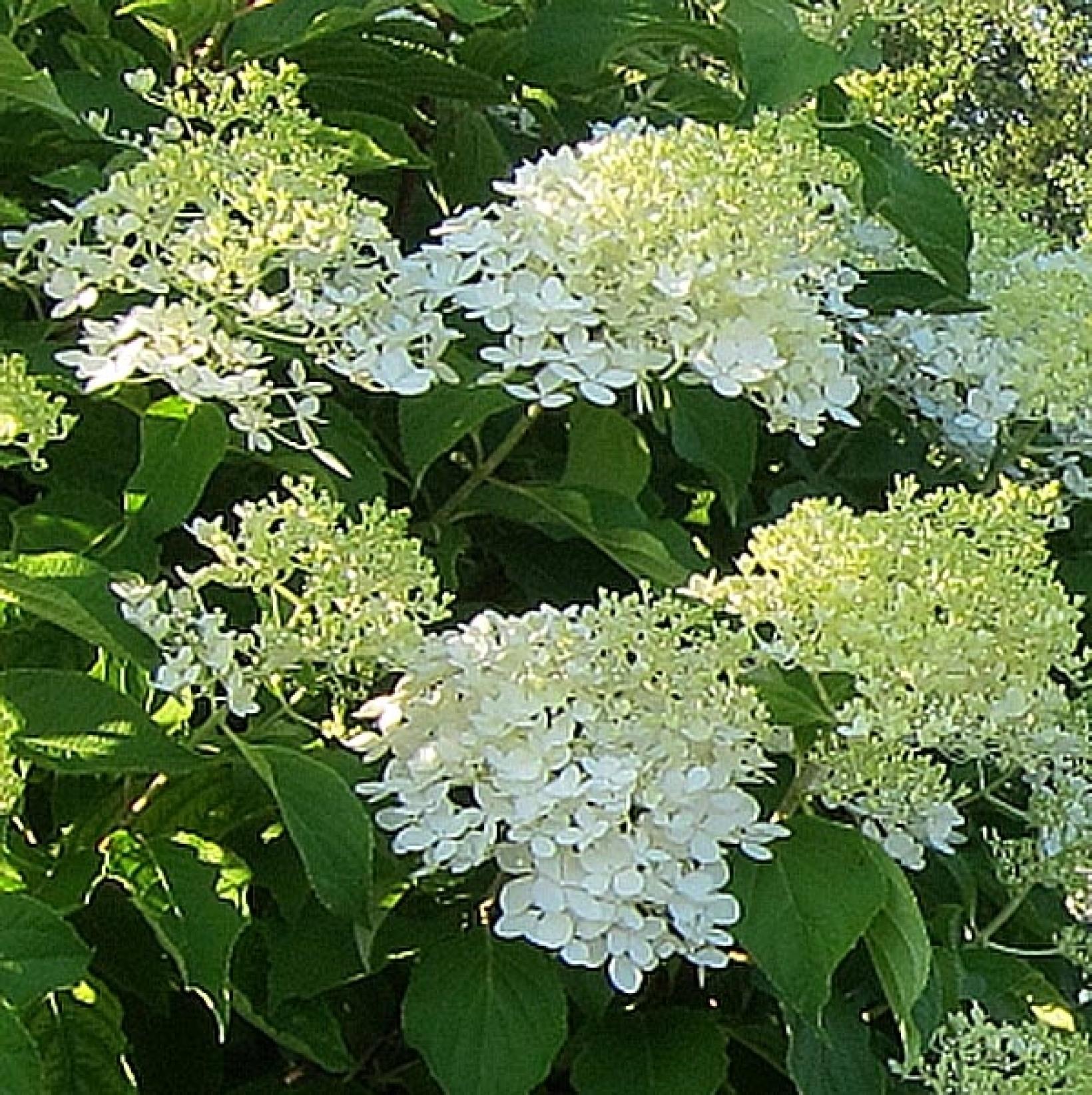 Hydrangea paniculata Bombshell - Hortensia paniculé compact à grandes ...