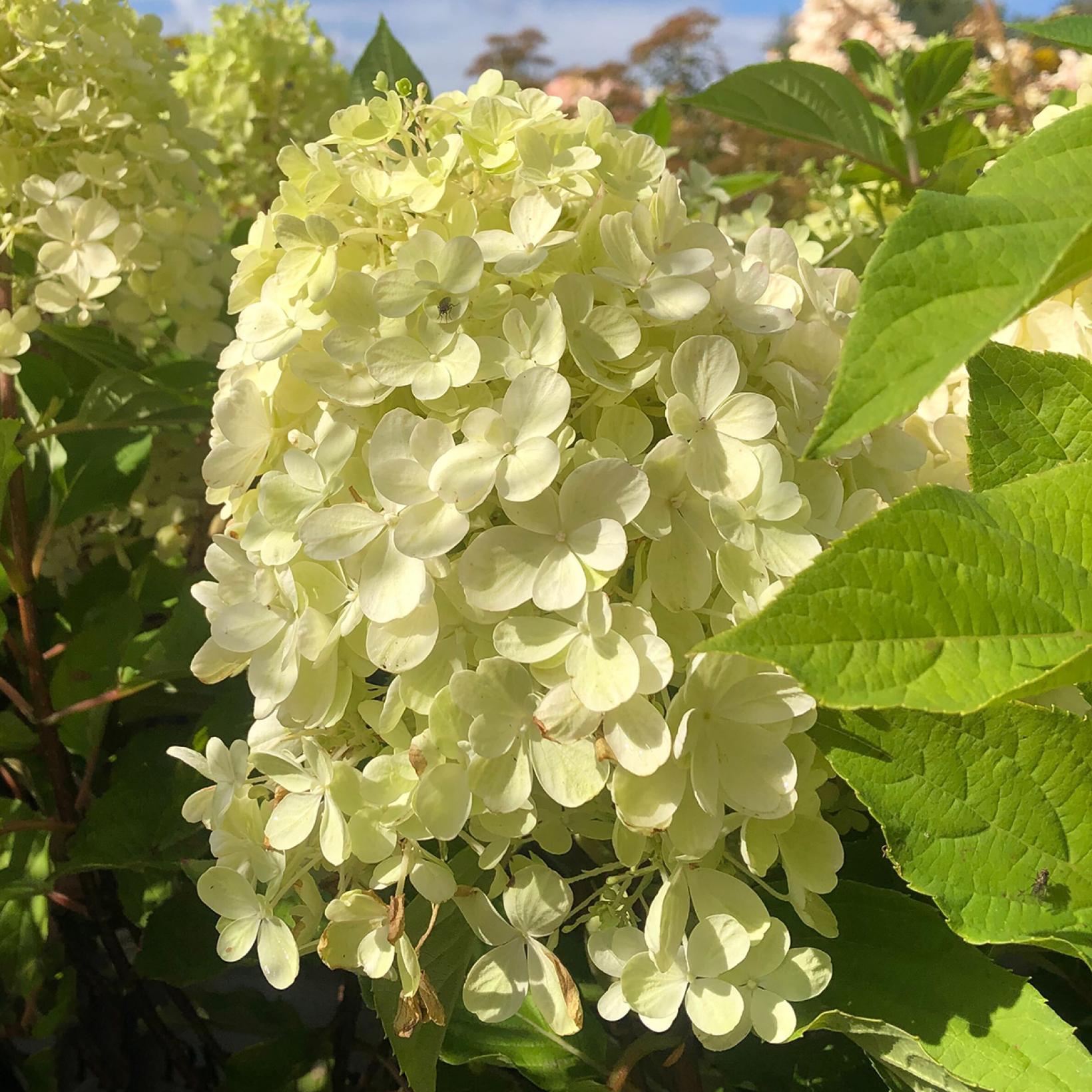 Hydrangea paniculata Fire Light - Hortensia paniculé nain aux fleurs ...