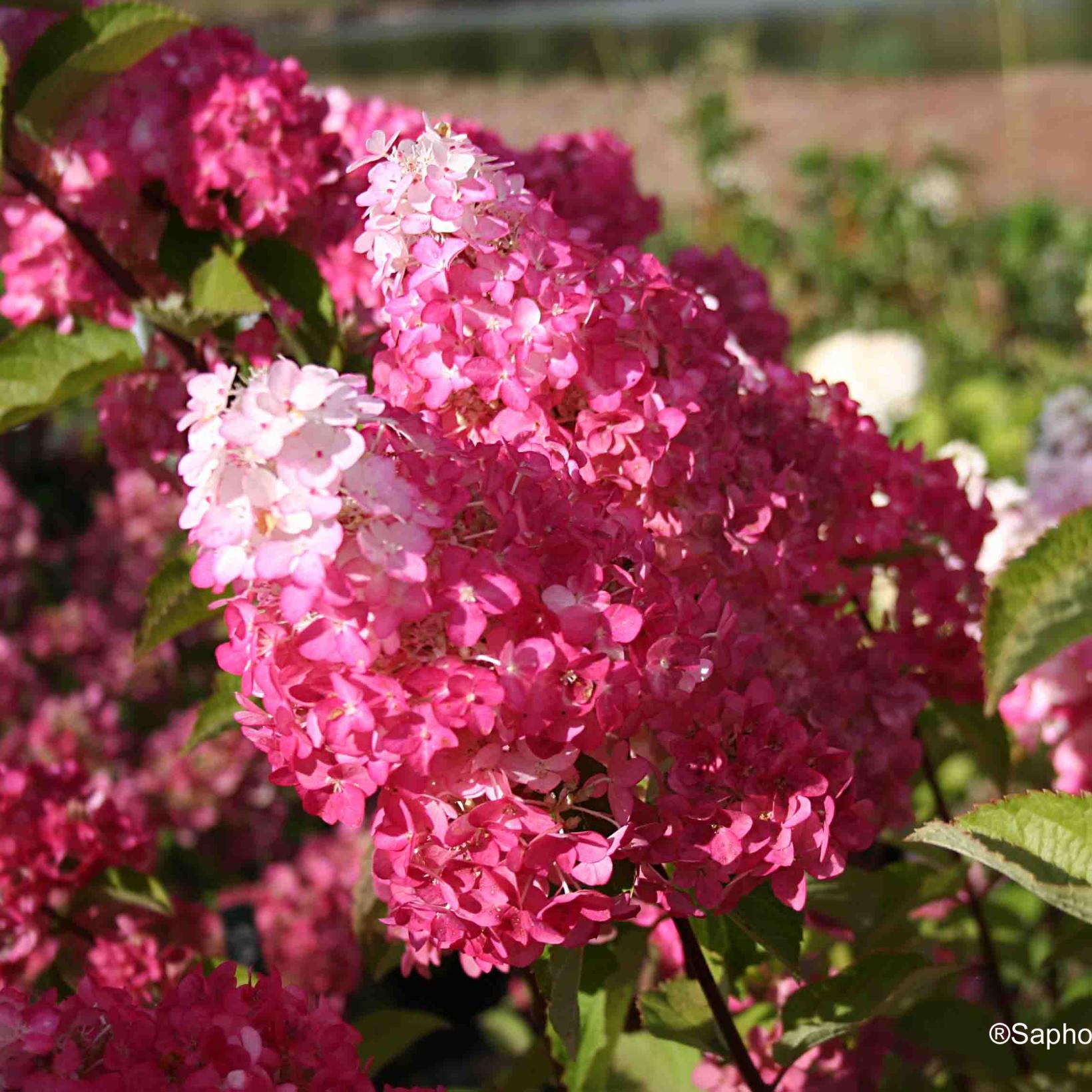 Hydrangea paniculata Fraise Melba – Hortensia paniculé rose et blanc