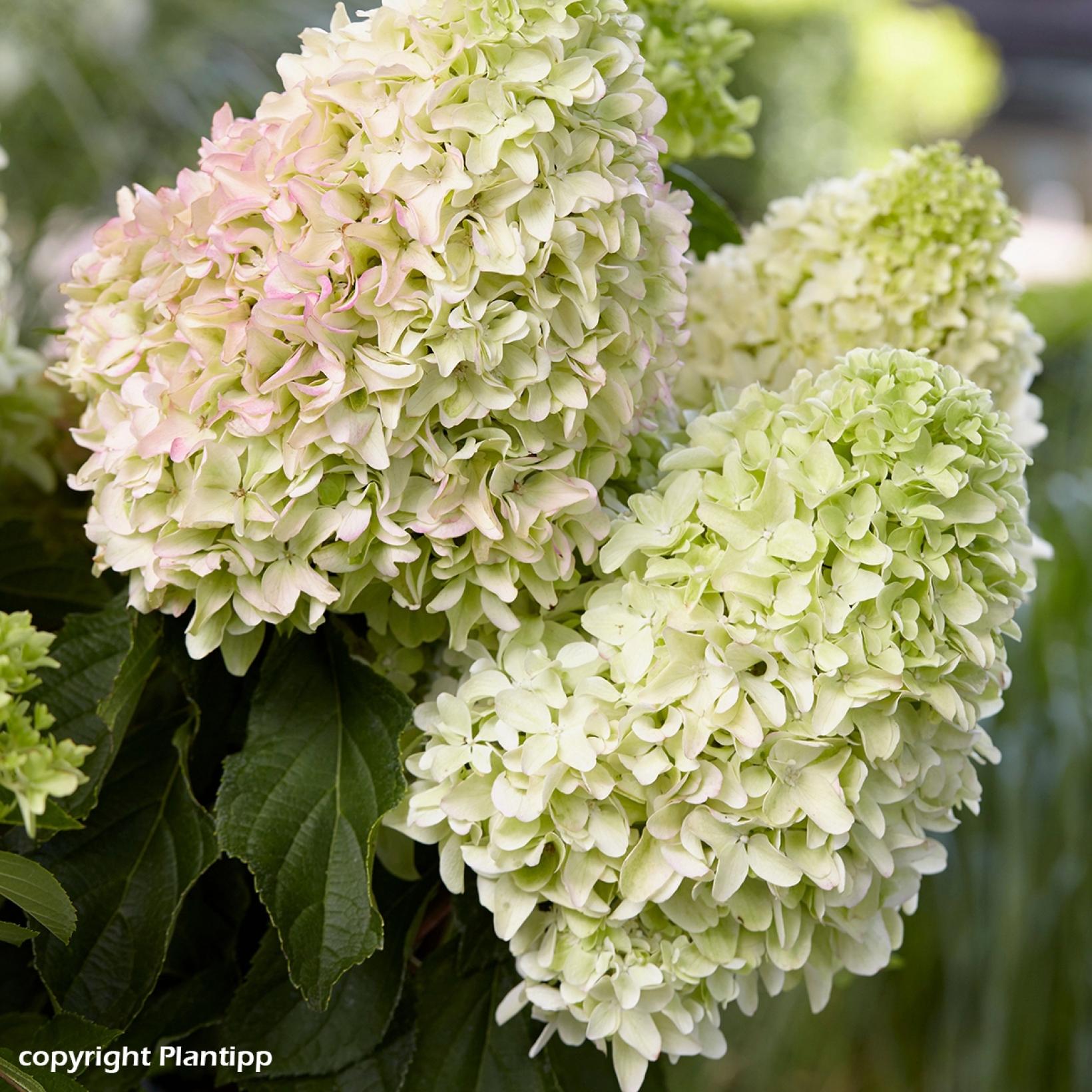 Hydrangea paniculata Little Fresco - Hortensia paniculé nain blanc ...