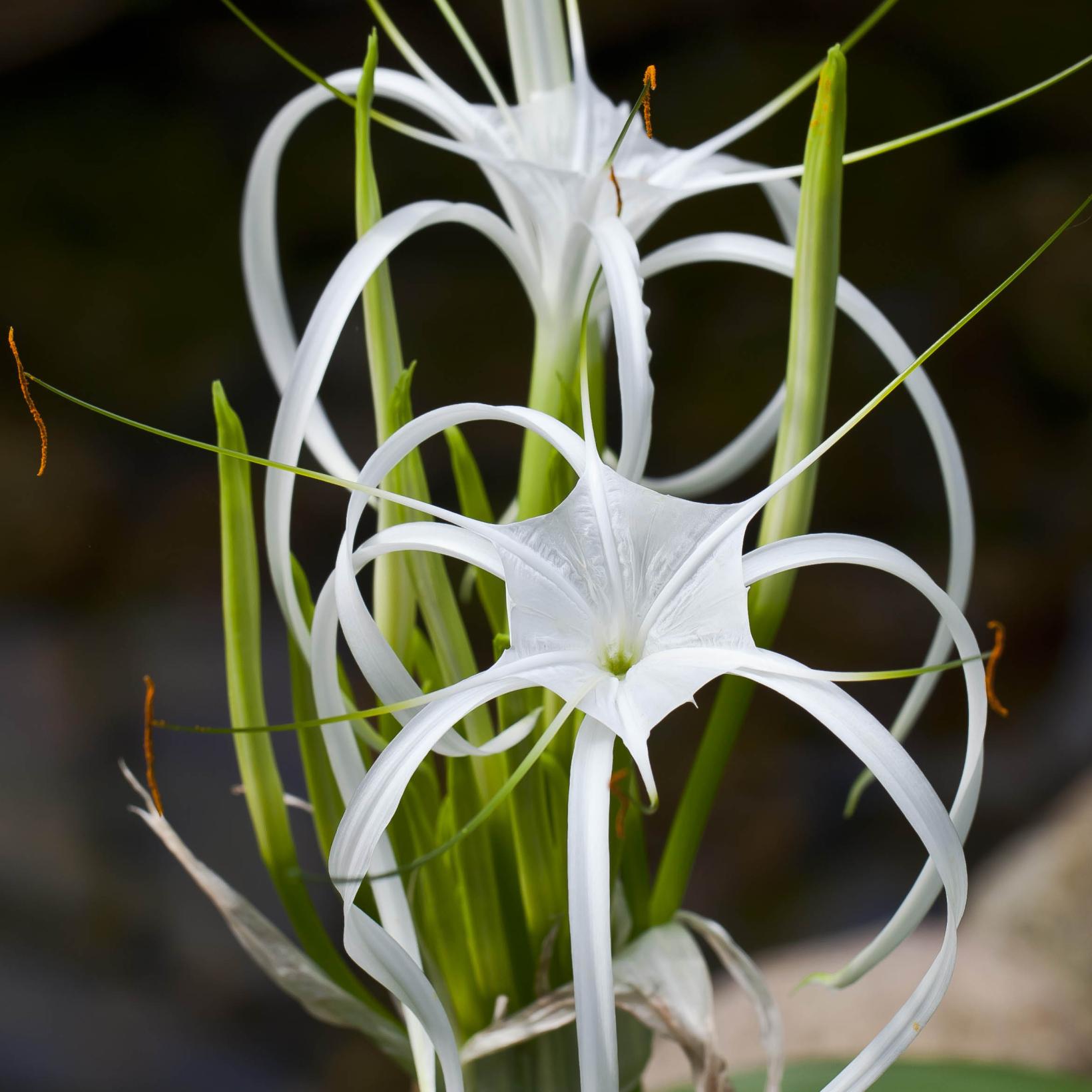 Hymenocallis longipetala - Ismene blanche - Lis araignée - Jonquille ...
