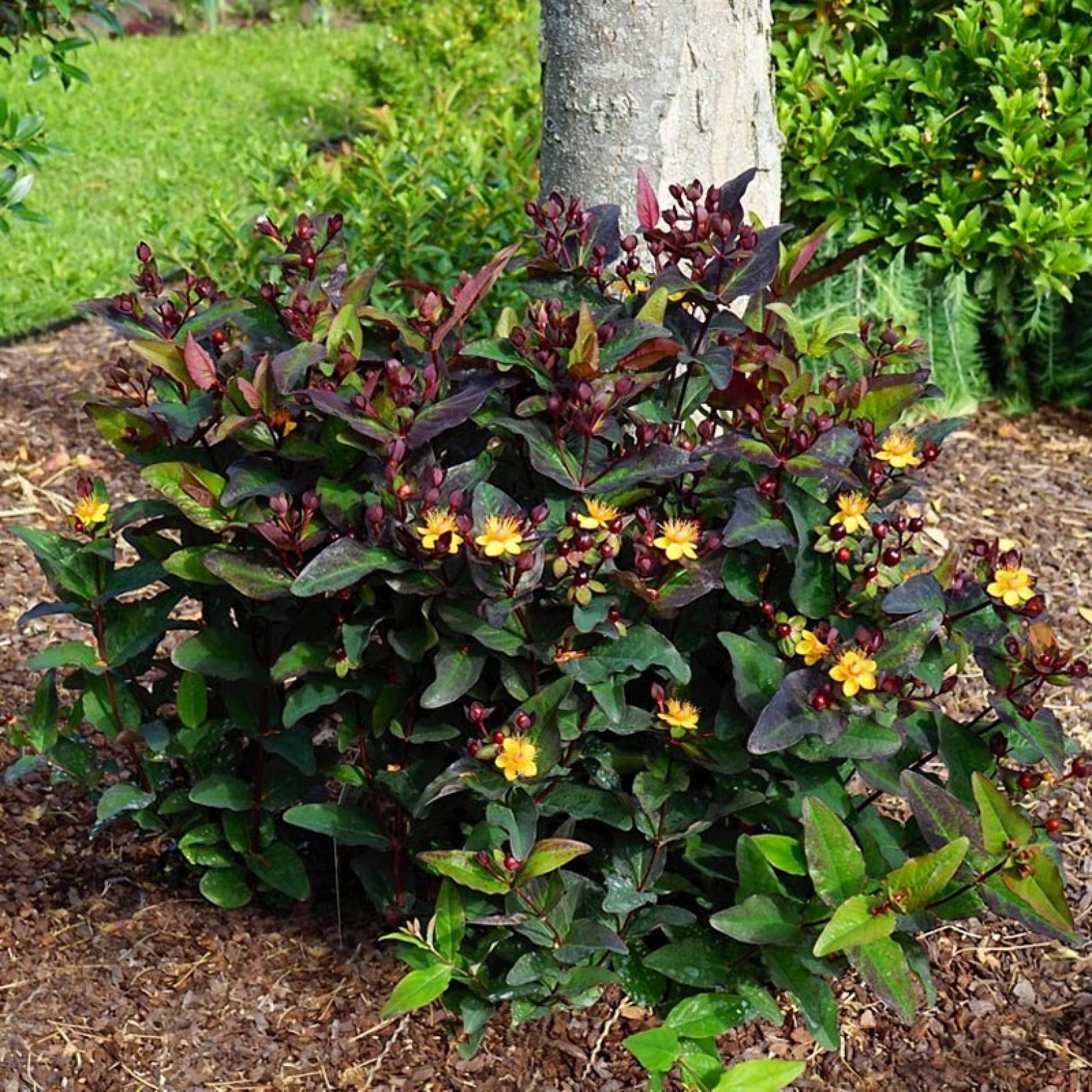 Hypericum Miracle Night - Millepertuis arbustif à feuillage pourpre